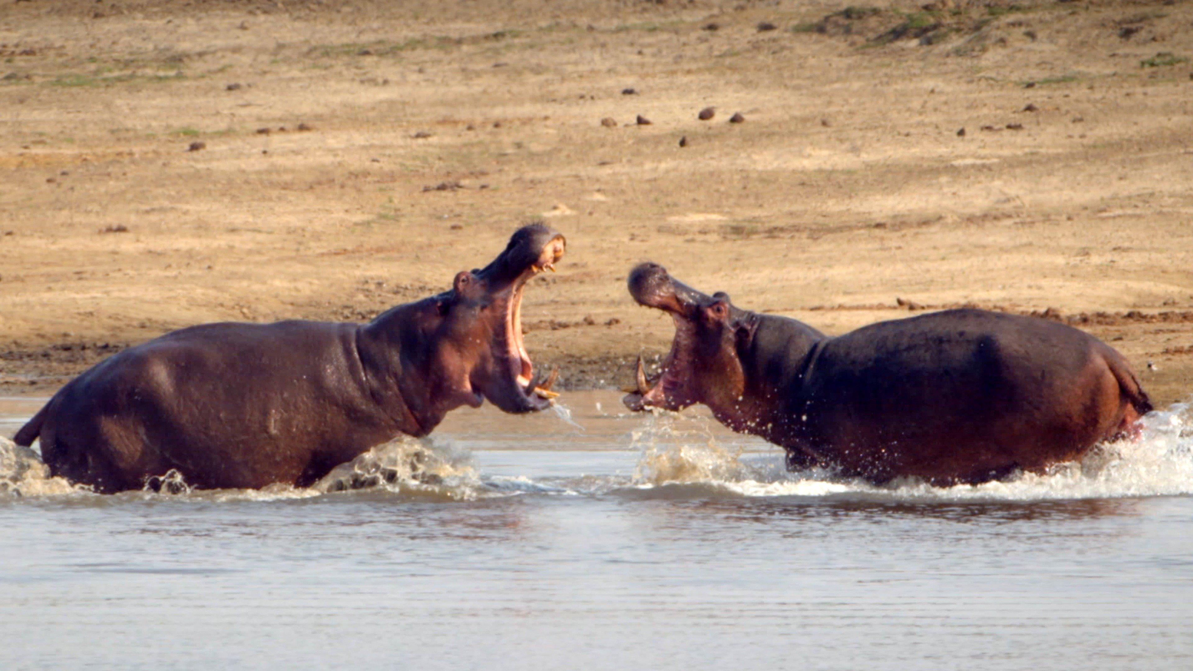 Untamed Valley: The Big Bend