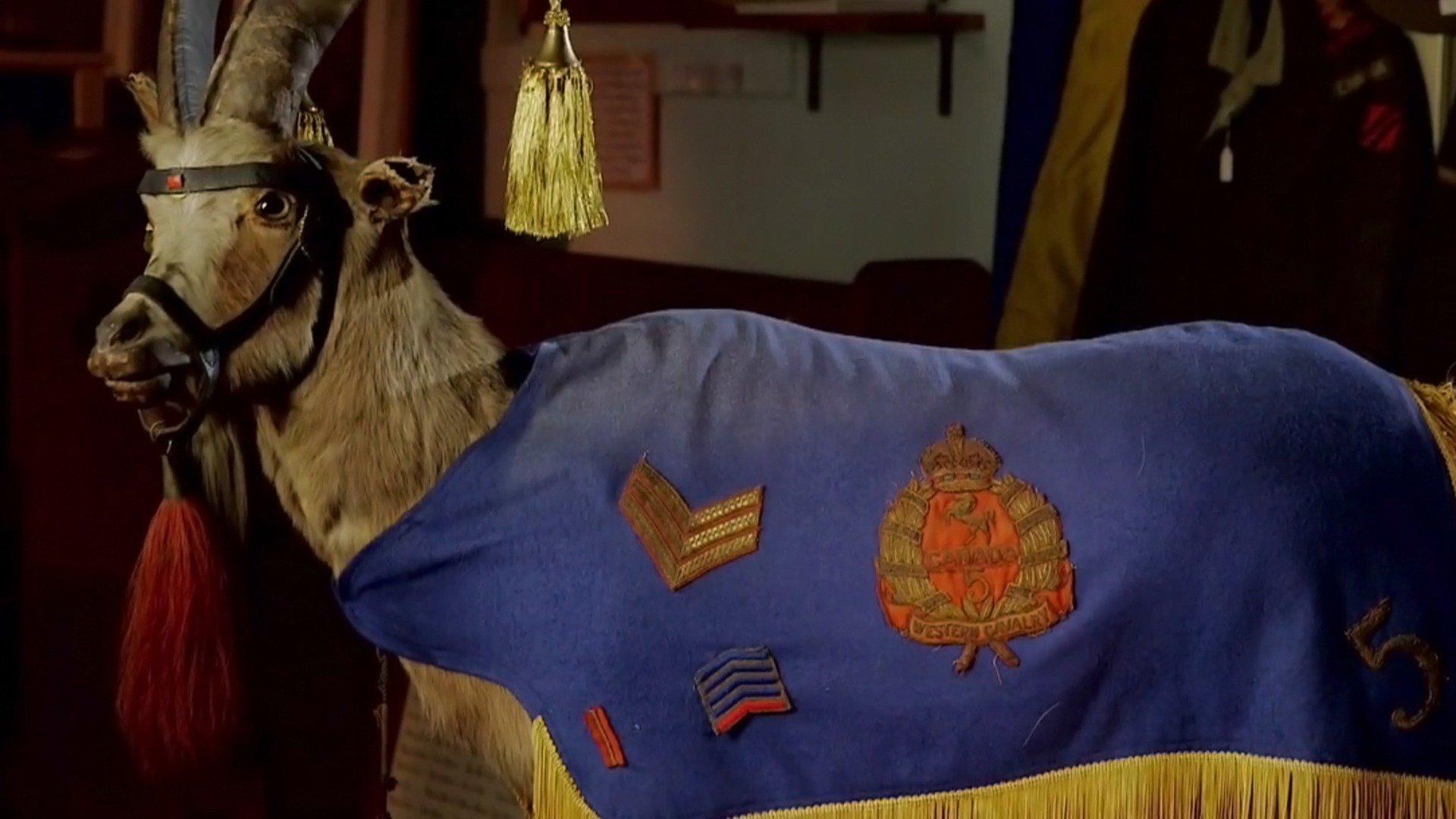 Mysteries at the Museum: Sergeant Bill Goat Hero, Gilded Grudge and ...