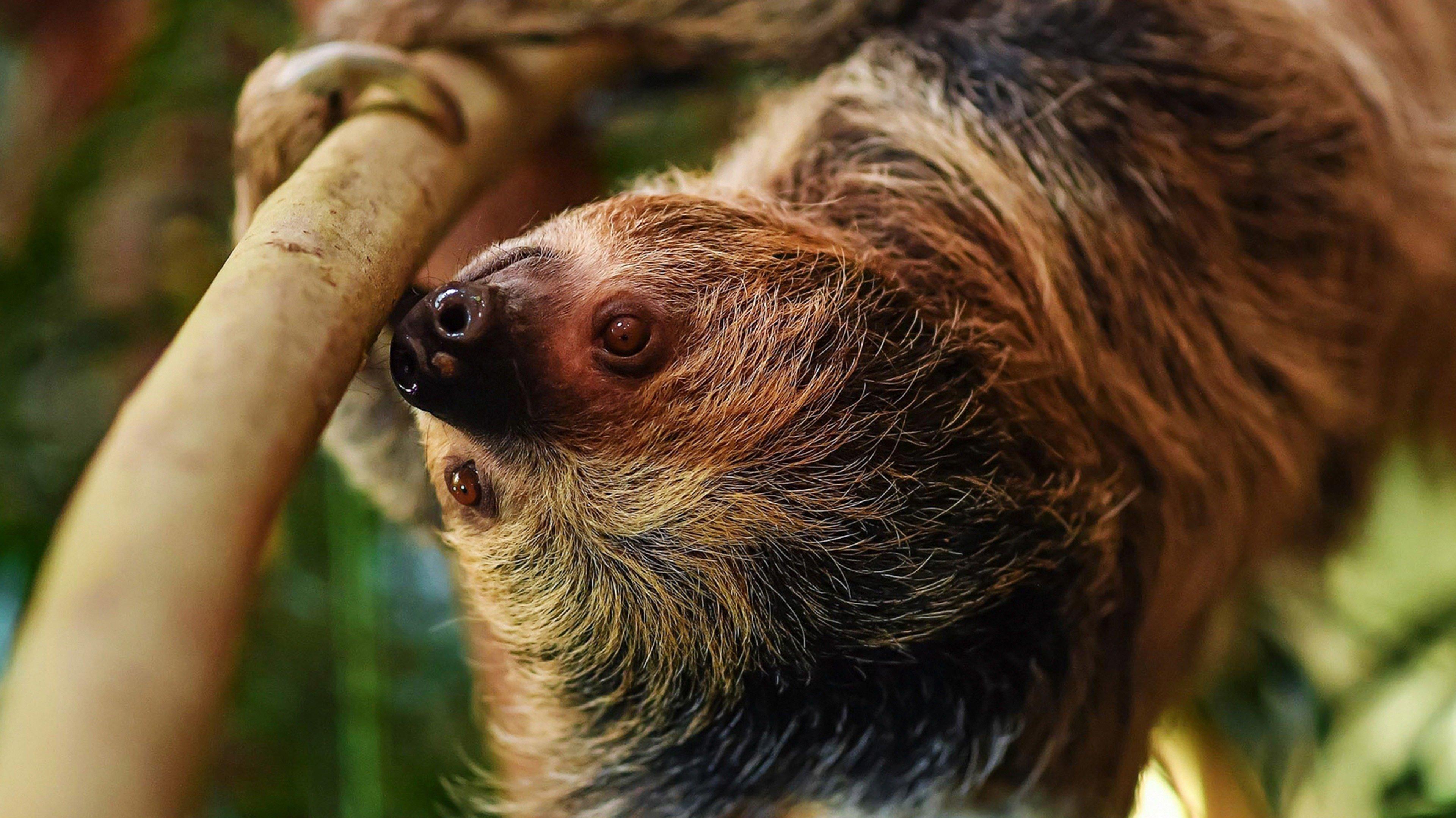 The Secret Life of the Zoo: Sloth Couples Therapy