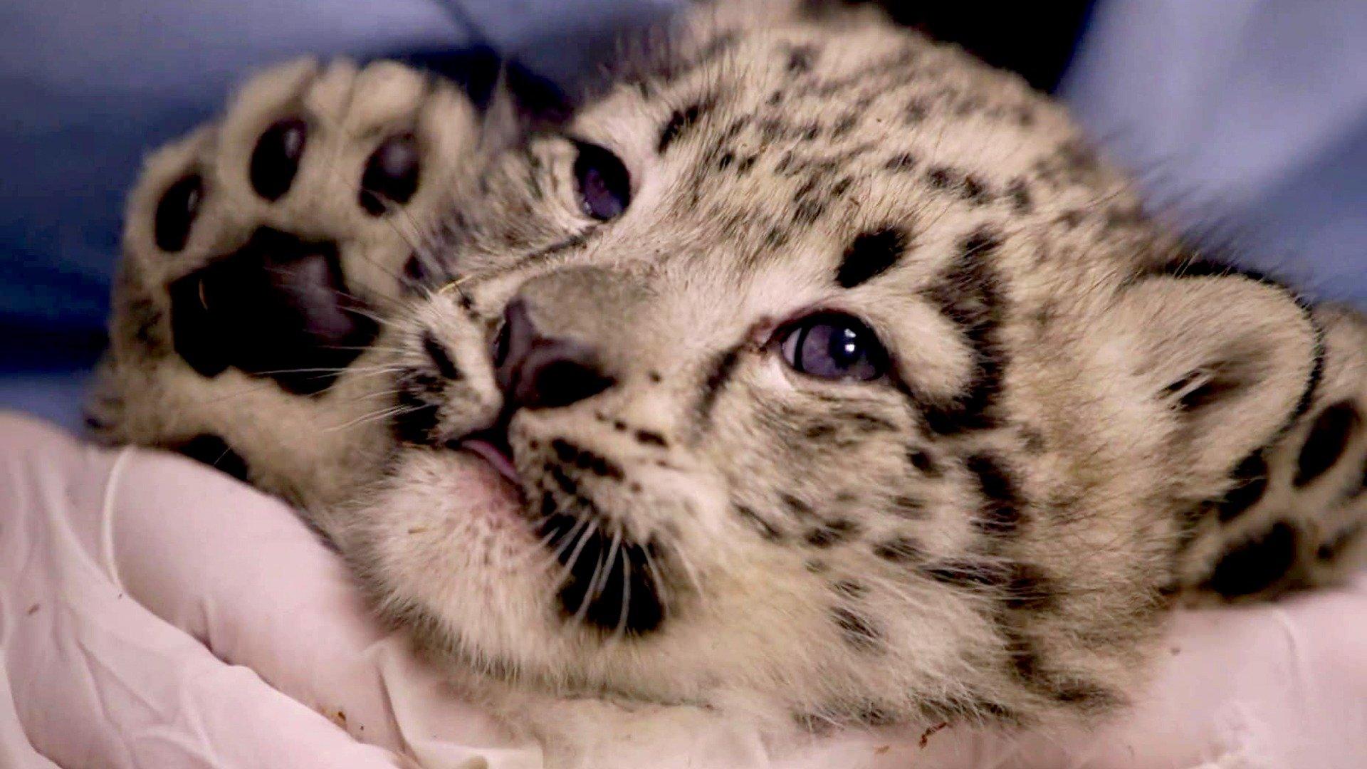 The Zoo: Miracle Cub