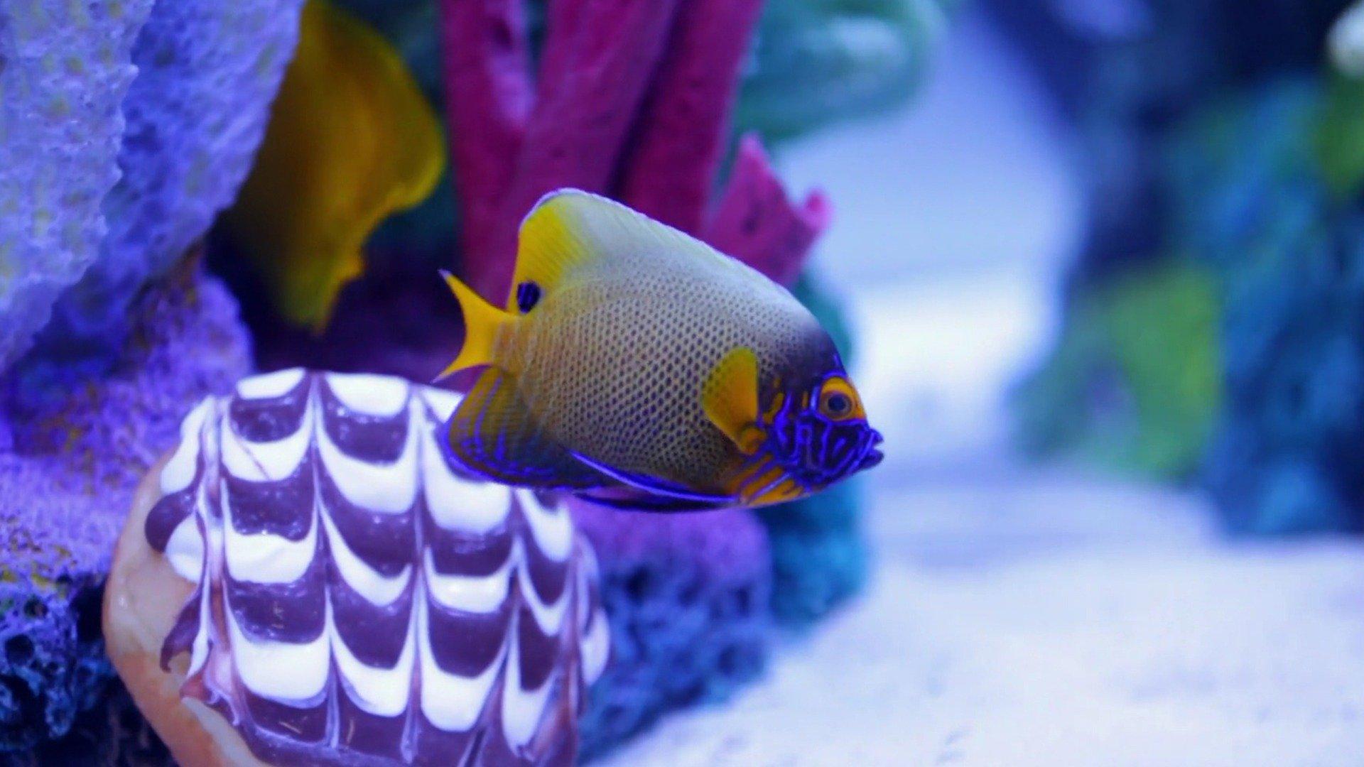 Tanked: Brett's Donut Mania Tank