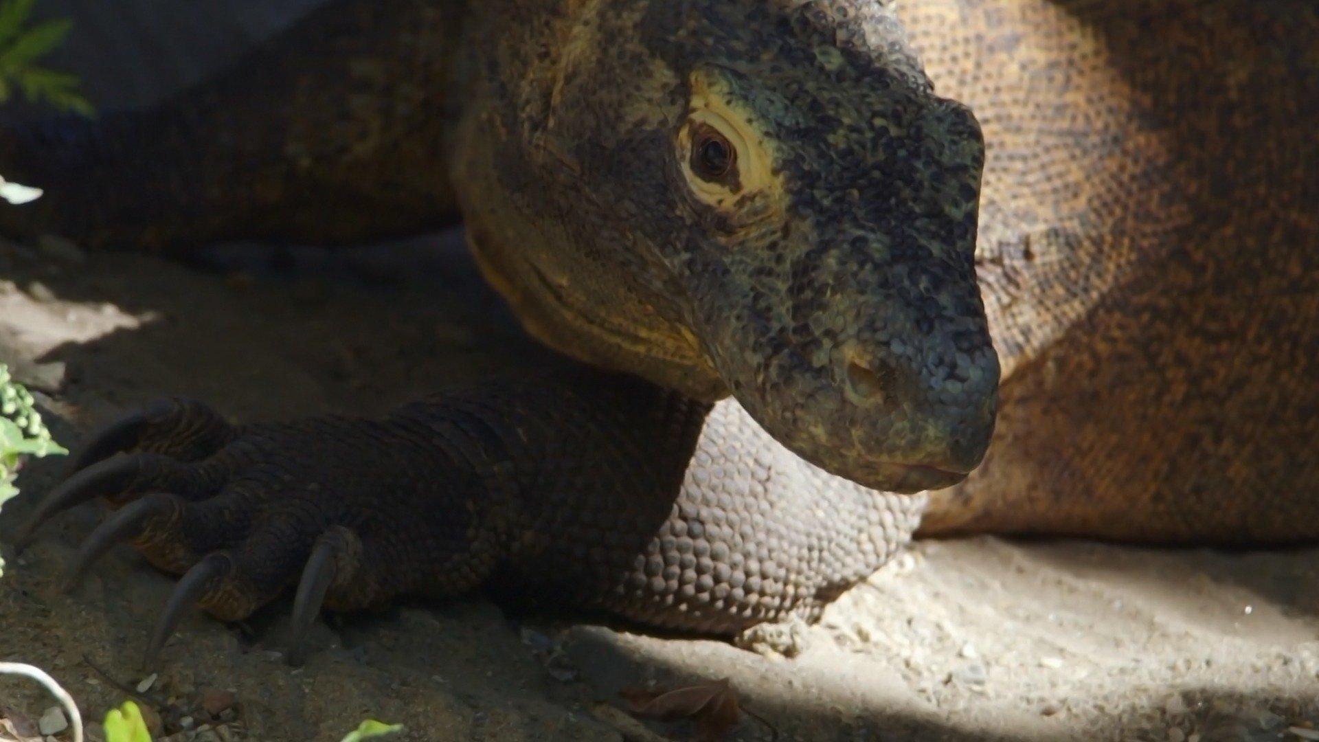 The Zoo: Training Dragons