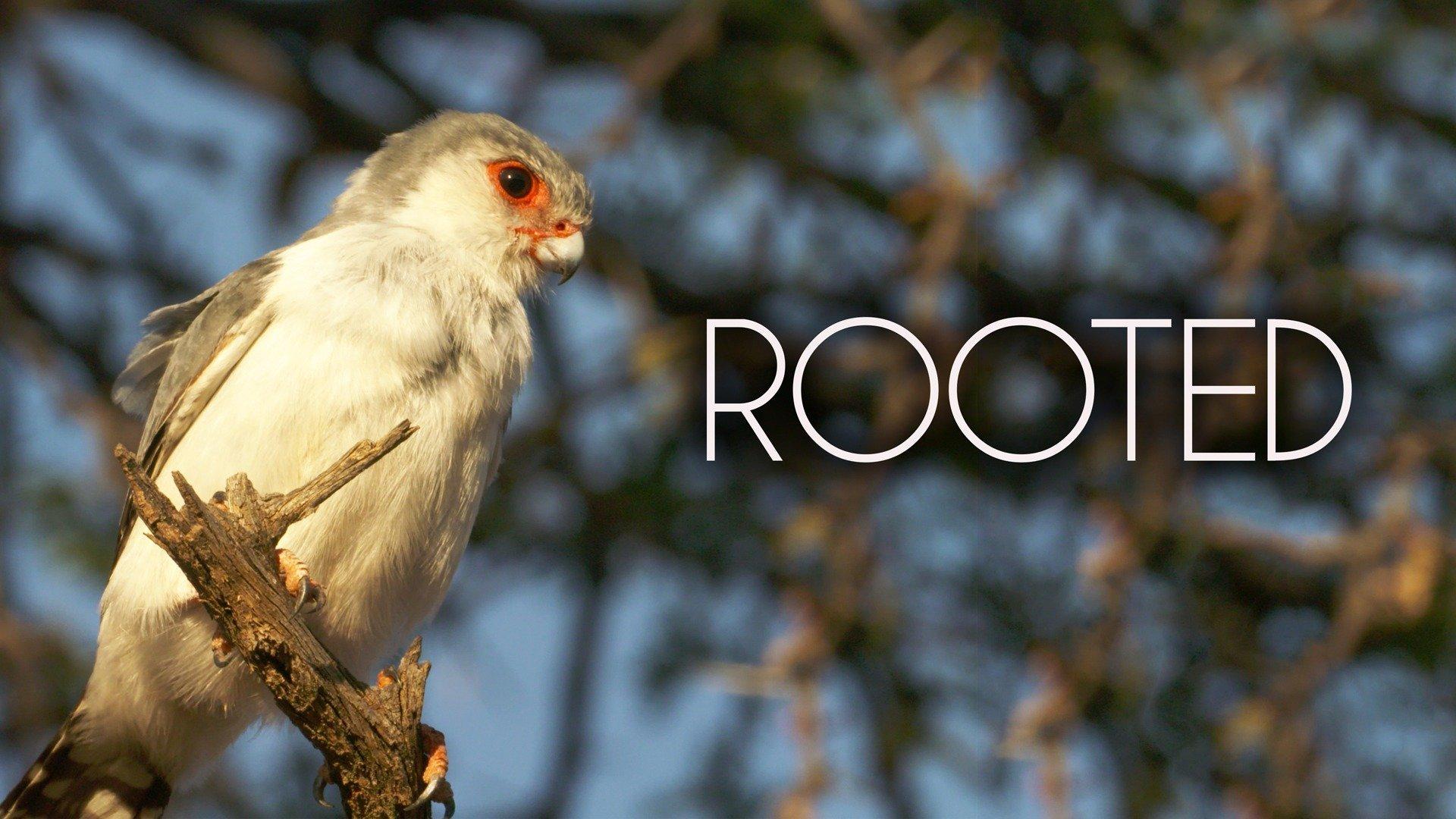 Watch Rooted Streaming Online on Philo (Free Trial)