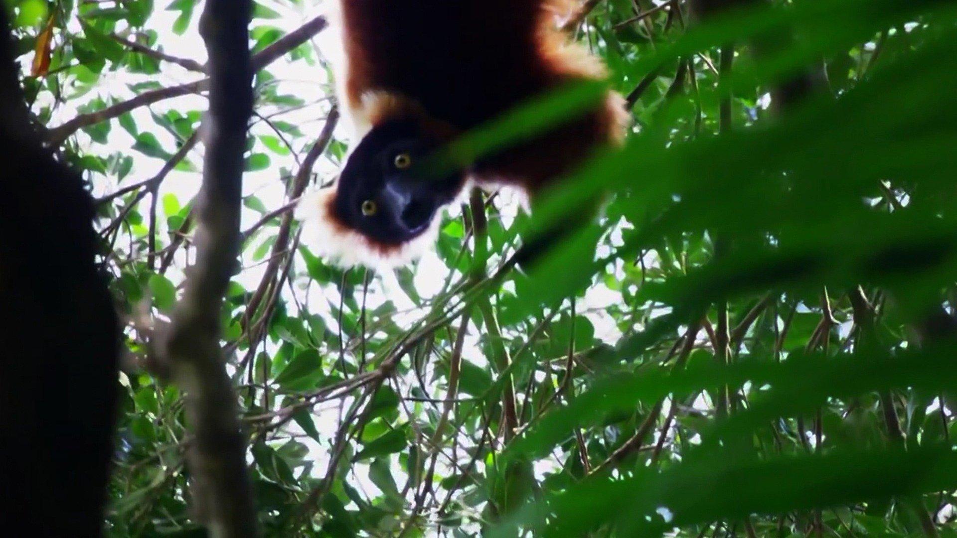 Extinct or Alive: The Madagascar Giant