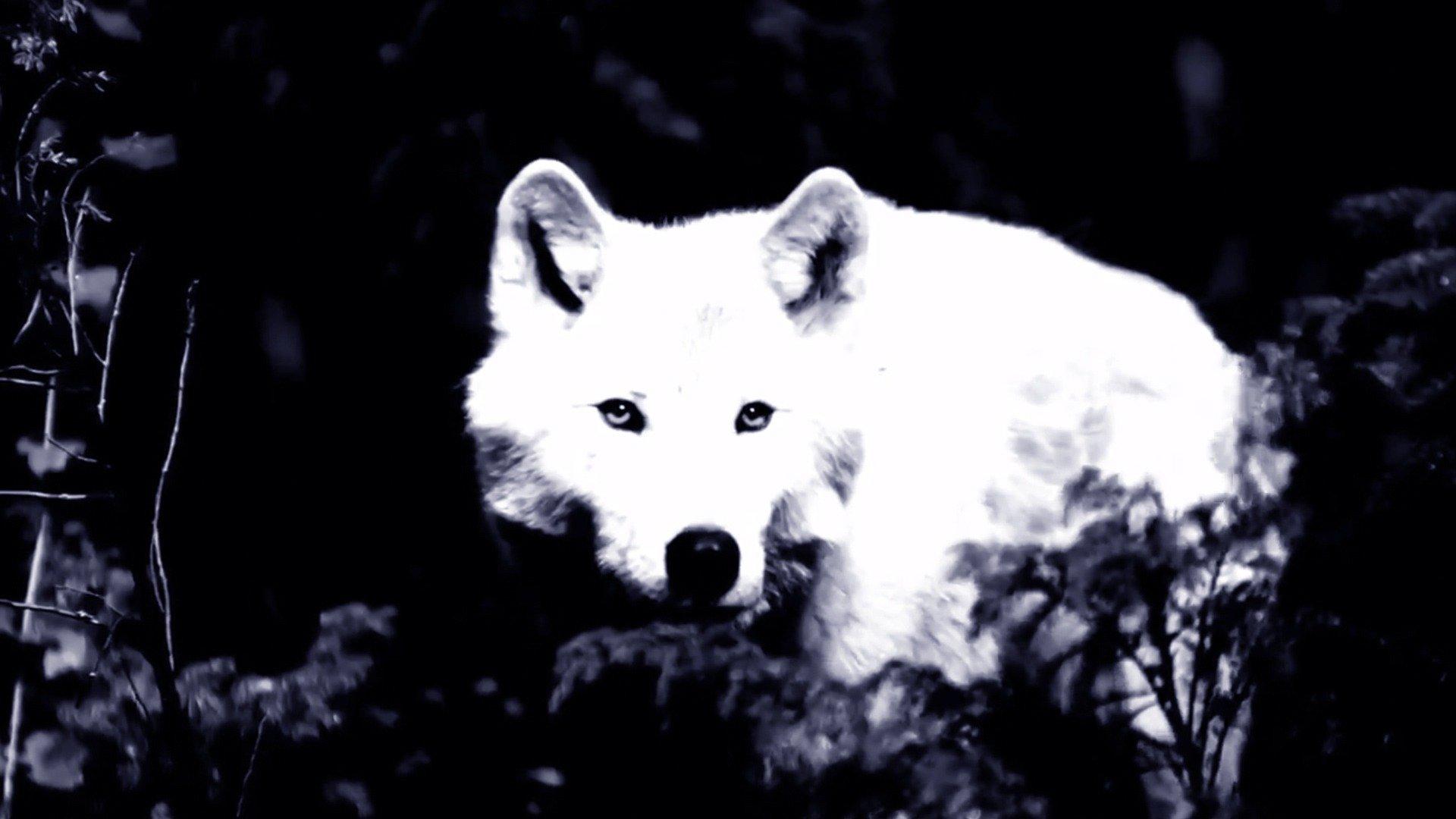 Extinct or Alive: White Wolf of Newfoundland
