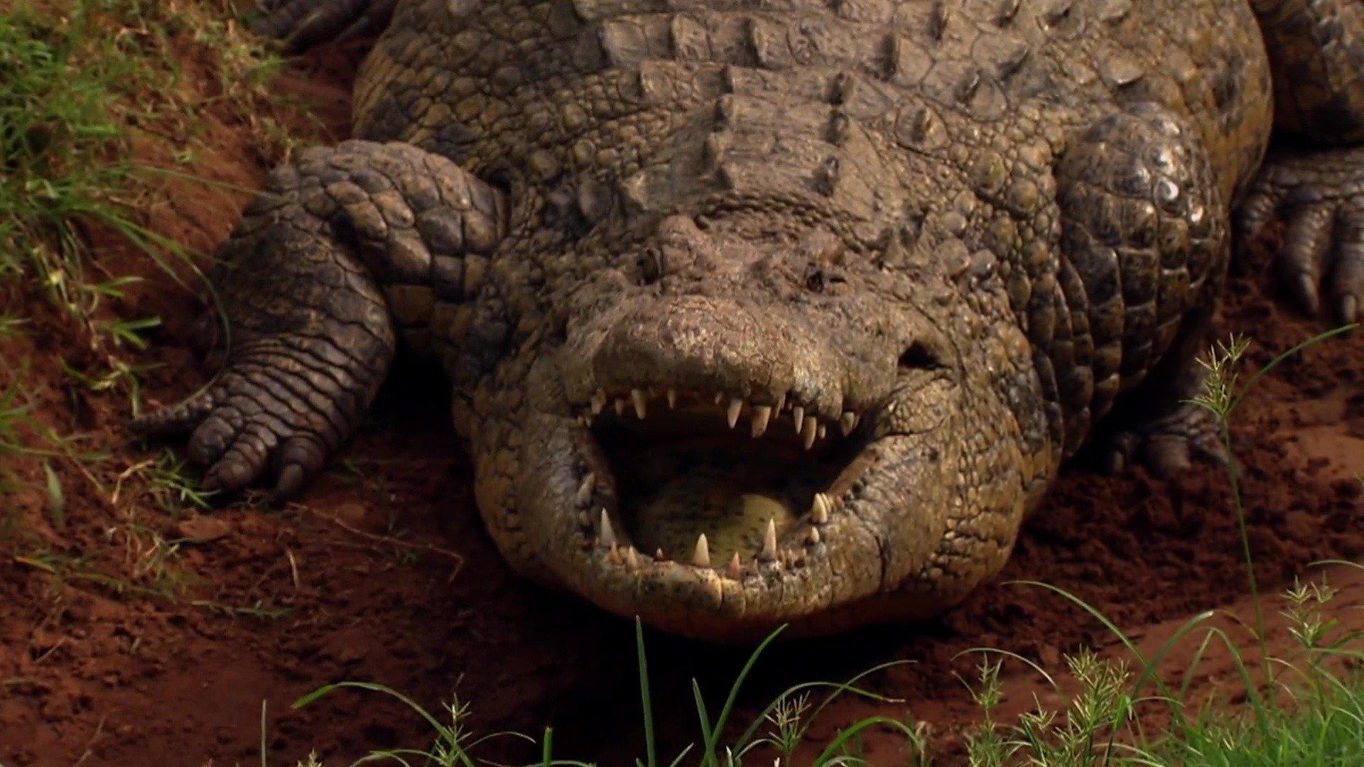 When Shark Meets Croc: Dominion 24: Moxley vs. EVIL