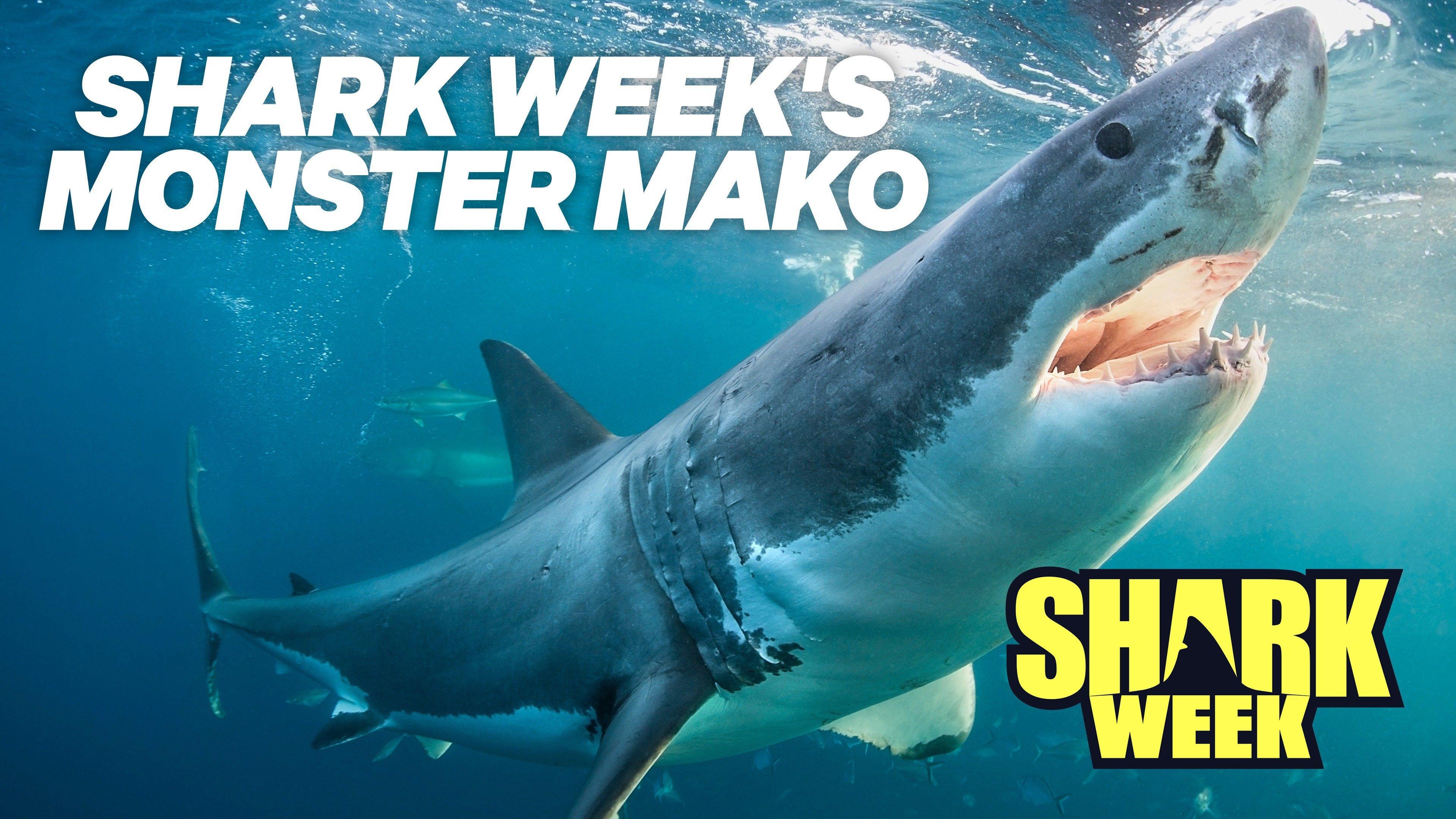 Watch Shark Week's Monster Mako Streaming Online on Philo (Free Trial)