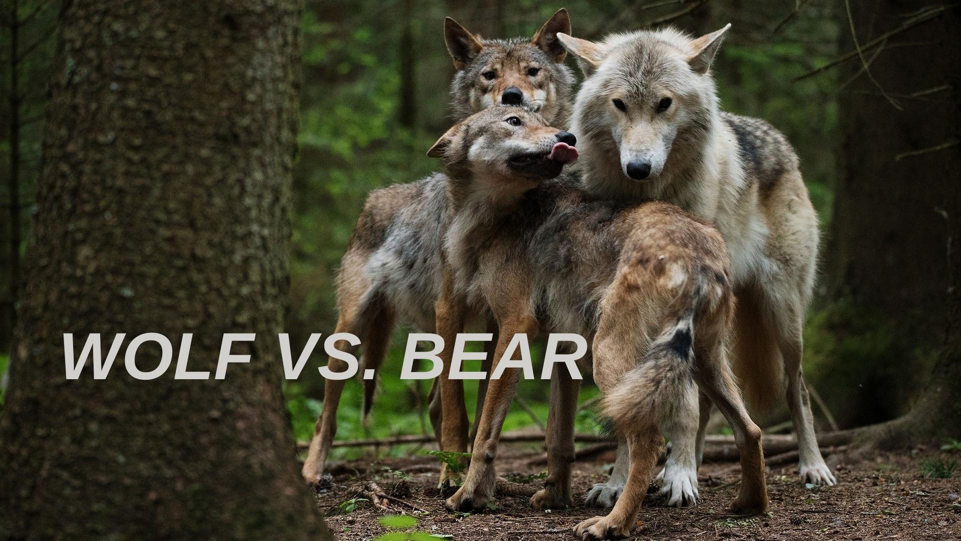 Watch Wolf vs. Bear Streaming Online on Philo (Free Trial)