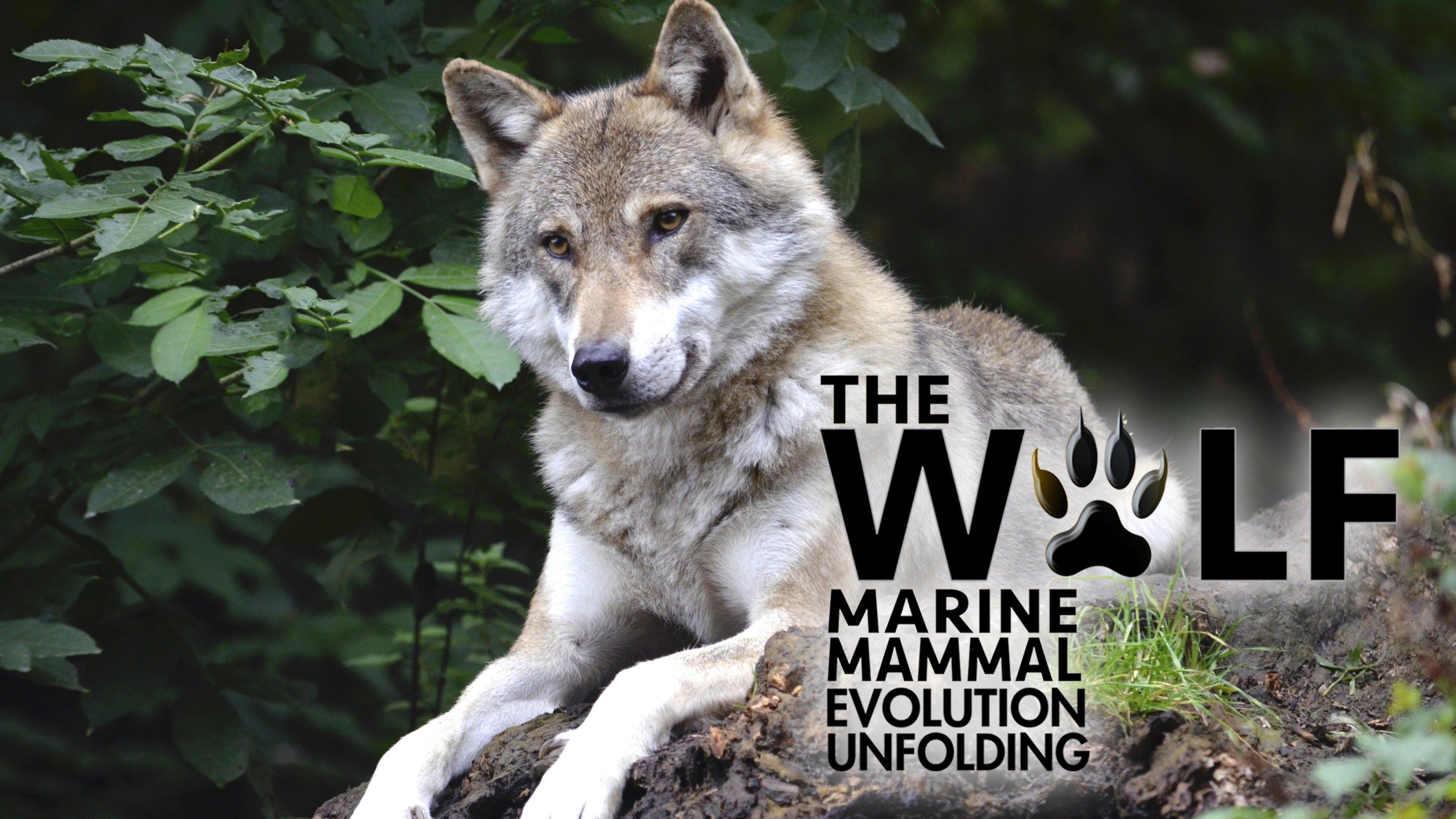 Watch The Wolf: Marine Mammal Evolution Unfolding Streaming Online on ...