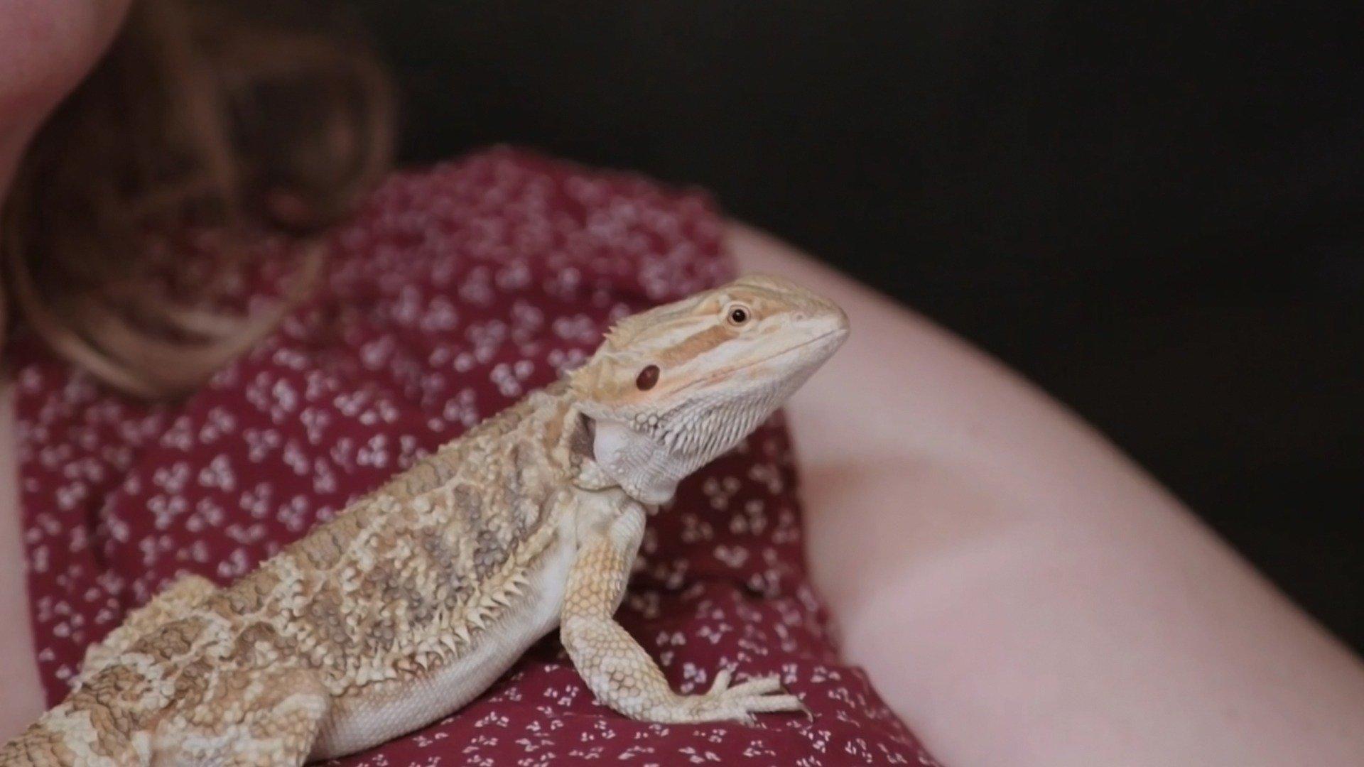 Scaled: The Incredible Bearded Dragons!