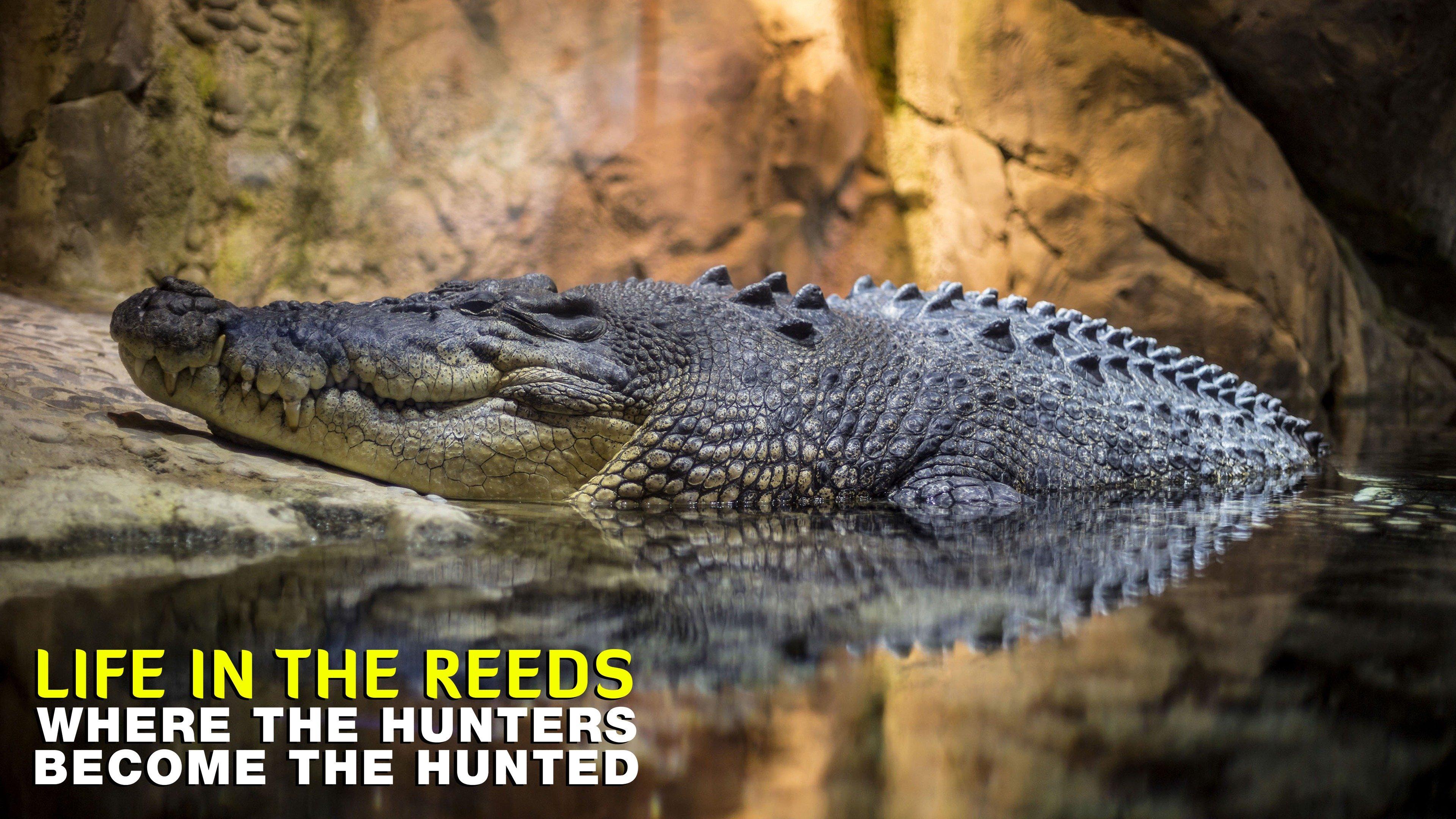 Watch Life in the Reeds: Where the Hunters Become the Hunted Streaming ...