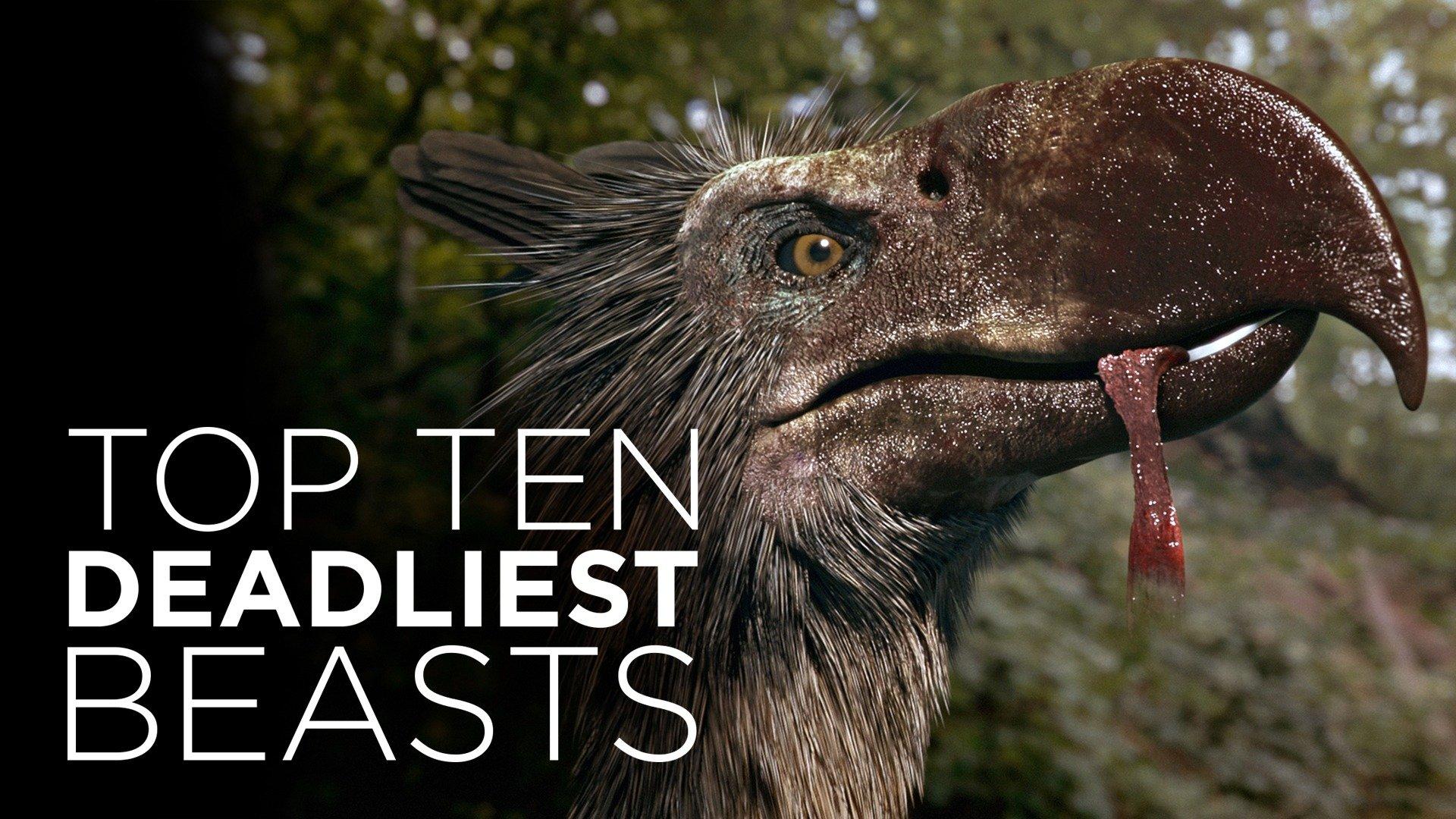 Watch Top Ten Deadliest Beasts Streaming Online on Philo (Free Trial)