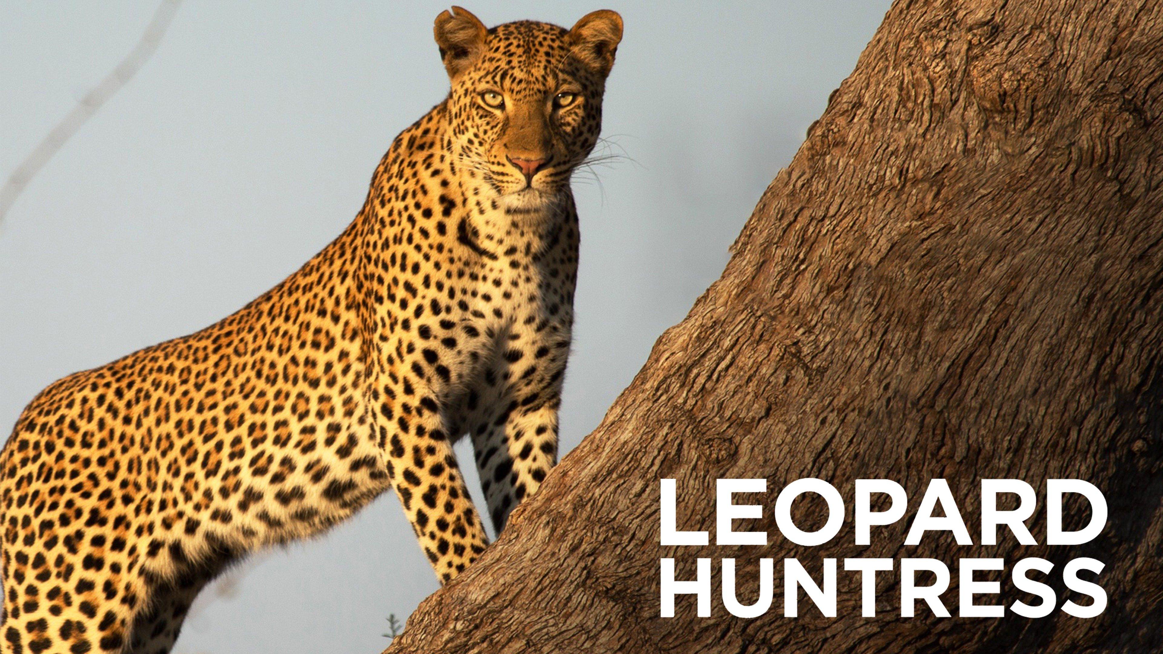 Watch Leopard Huntress Streaming Online on Philo (Free Trial)