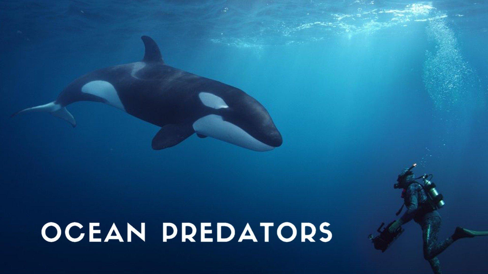 Watch Ocean Predators Streaming Online on Philo (Free Trial)