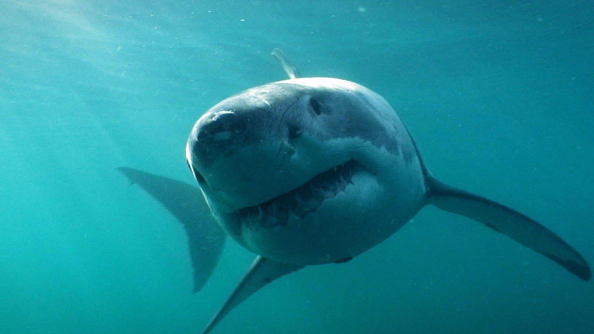 Ocean Predators: Great White Shark
