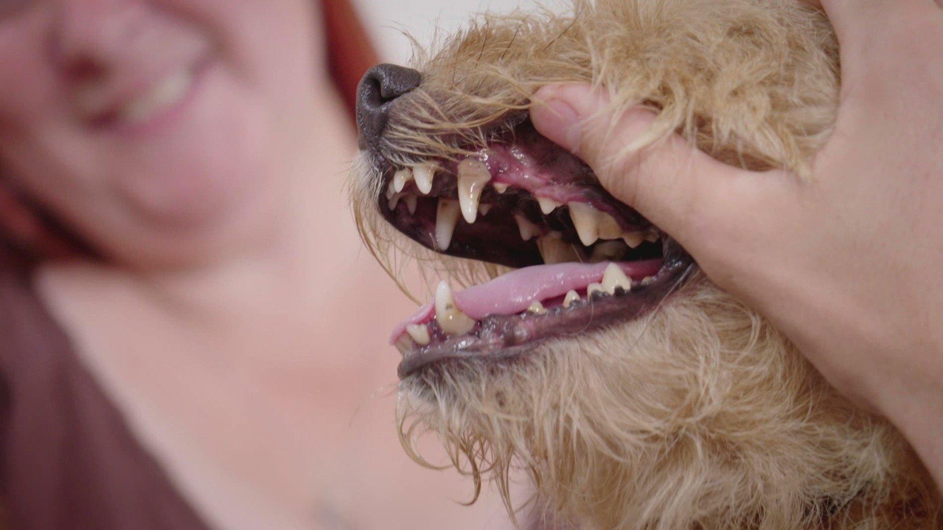 Embarrassing Pets: Need for Speed