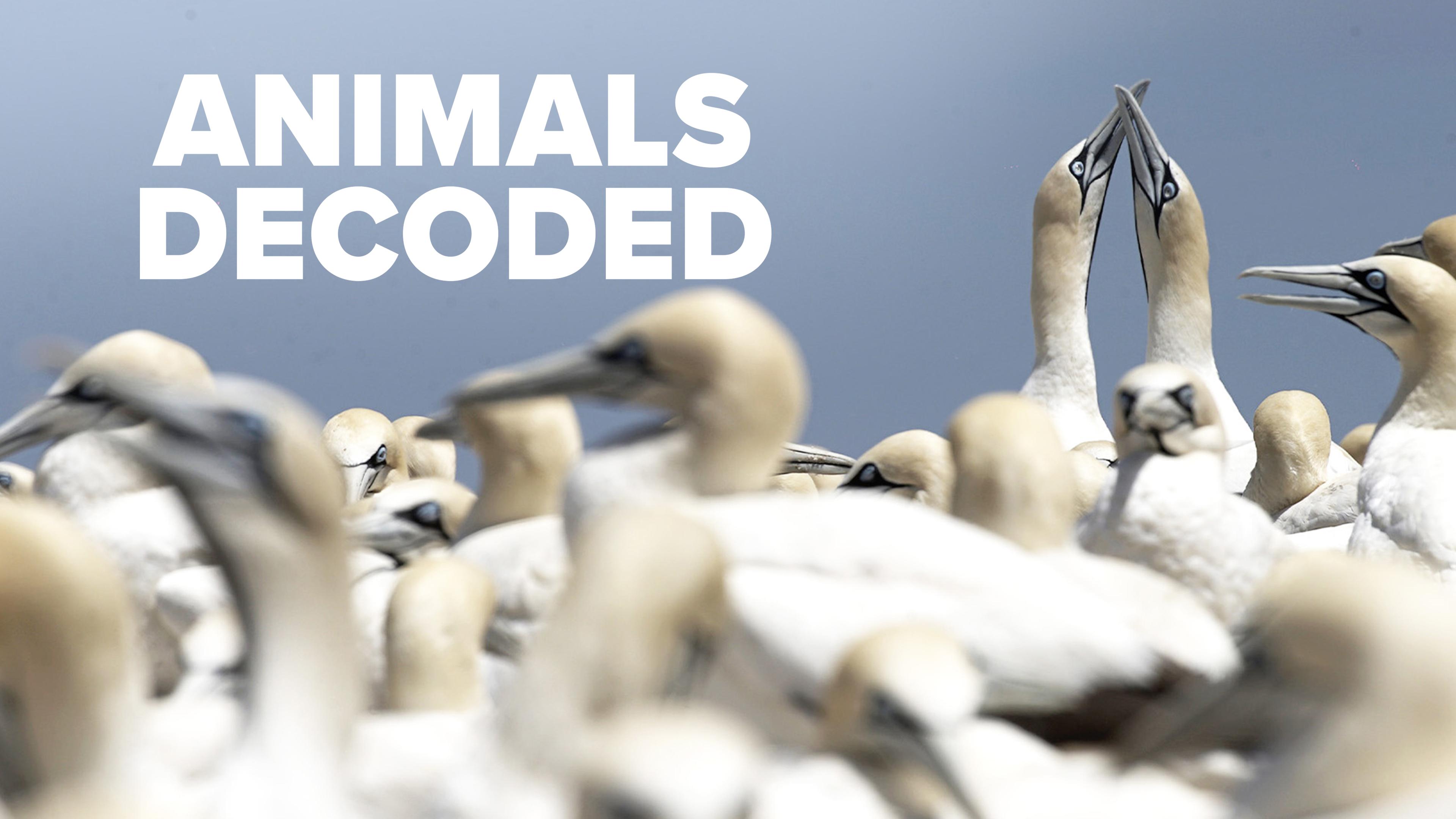 Watch Animals Decoded Streaming Online on Philo (Free Trial)