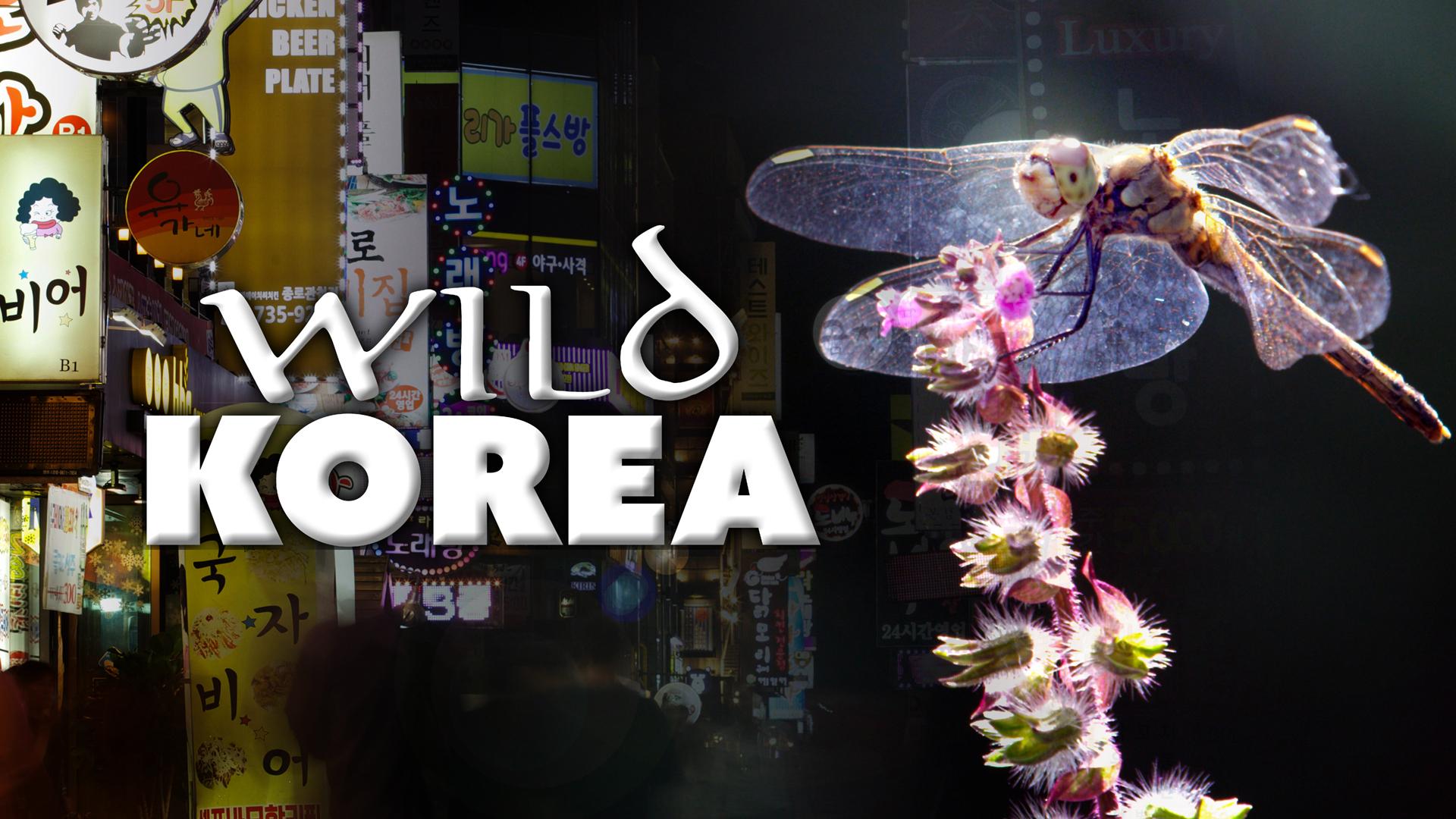 Watch Wild Korea Streaming Online on Philo (Free Trial)