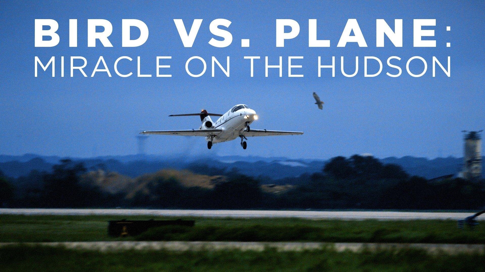Watch Bird vs. Plane: Miracle on the Hudson Streaming Online on Philo ...
