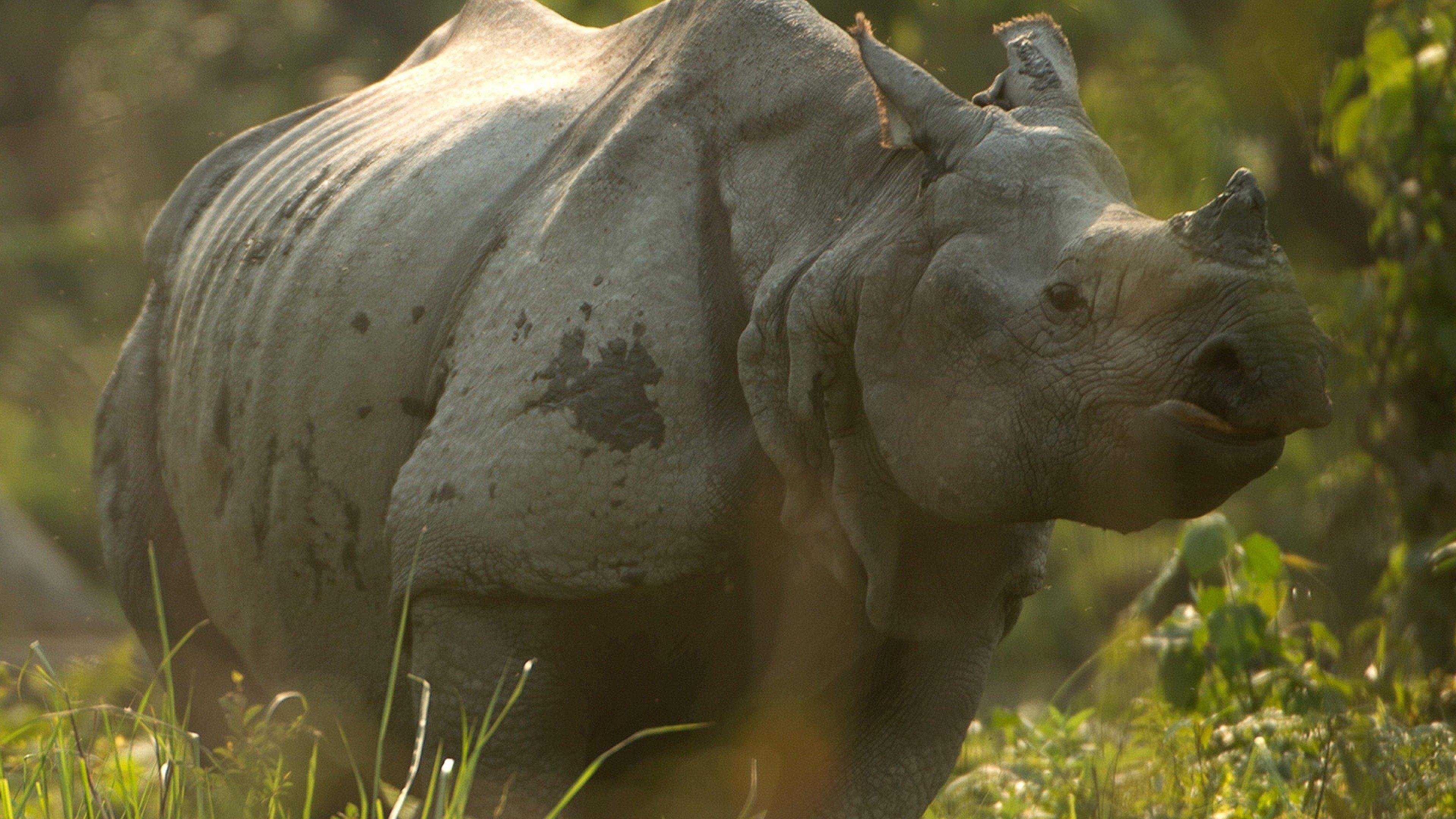 Into the Wild: India: Nagaina: Queen of Kings