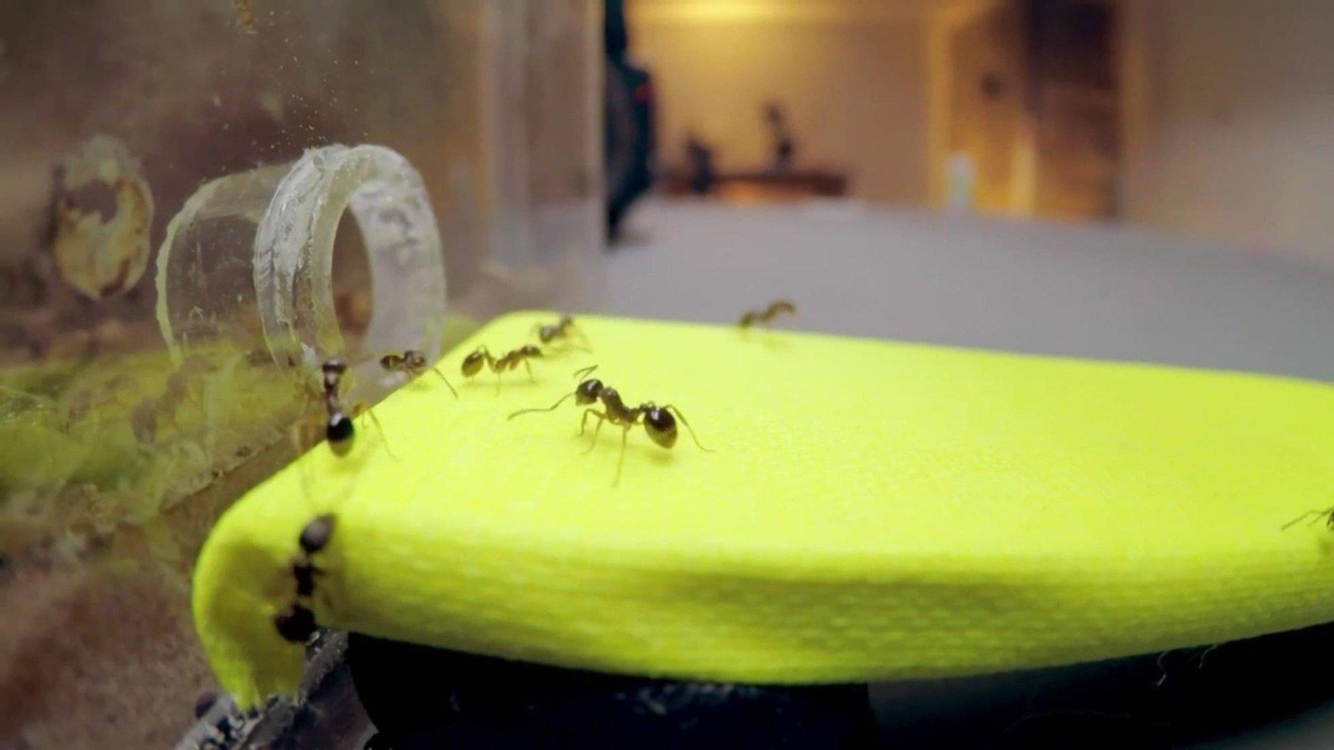 Watch MythBusters Jr.: S1E8 - Bug Special on Philo (Free Trial)