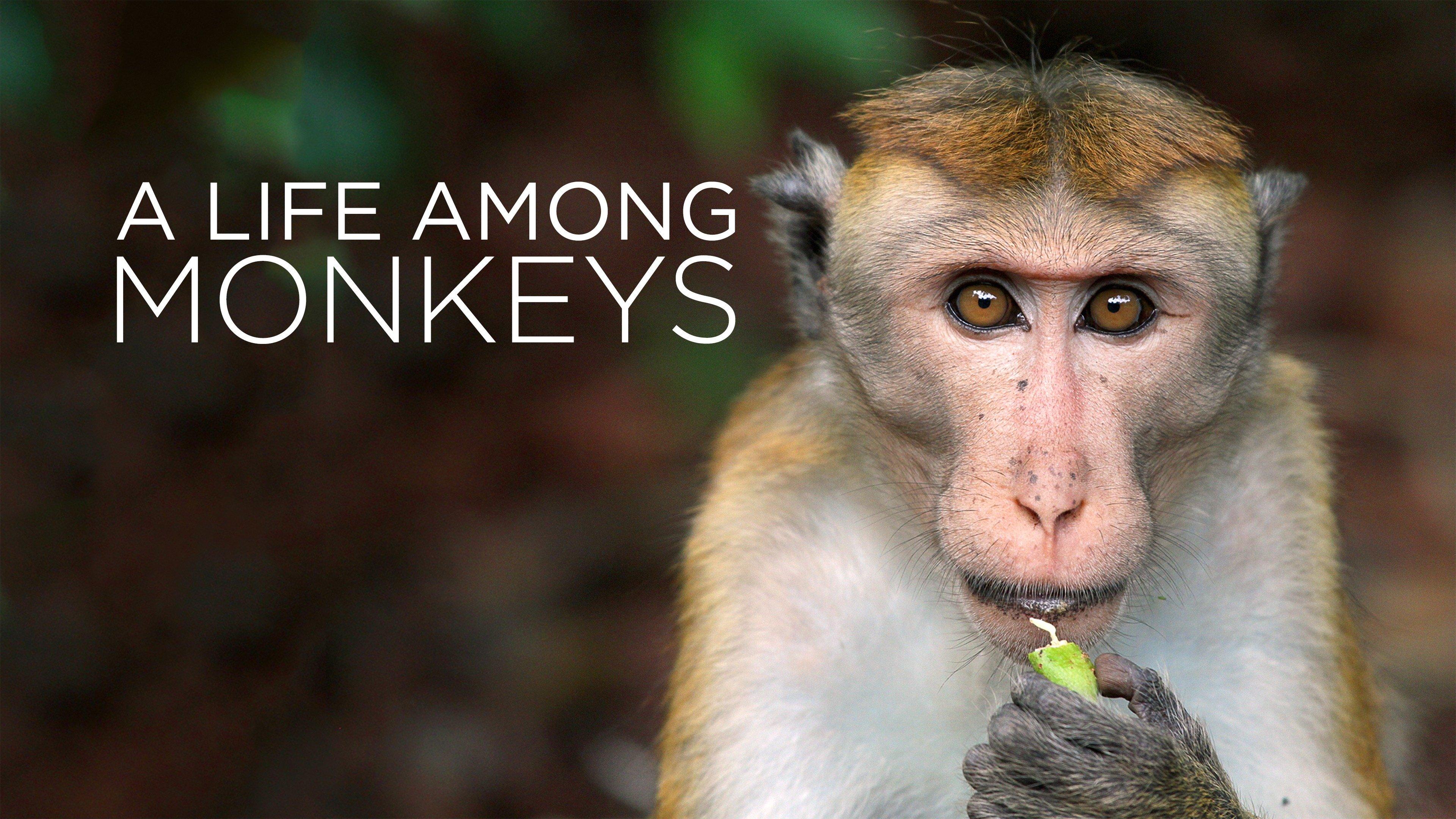 Watch A Life Among Monkeys Streaming Online on Philo (Free Trial)