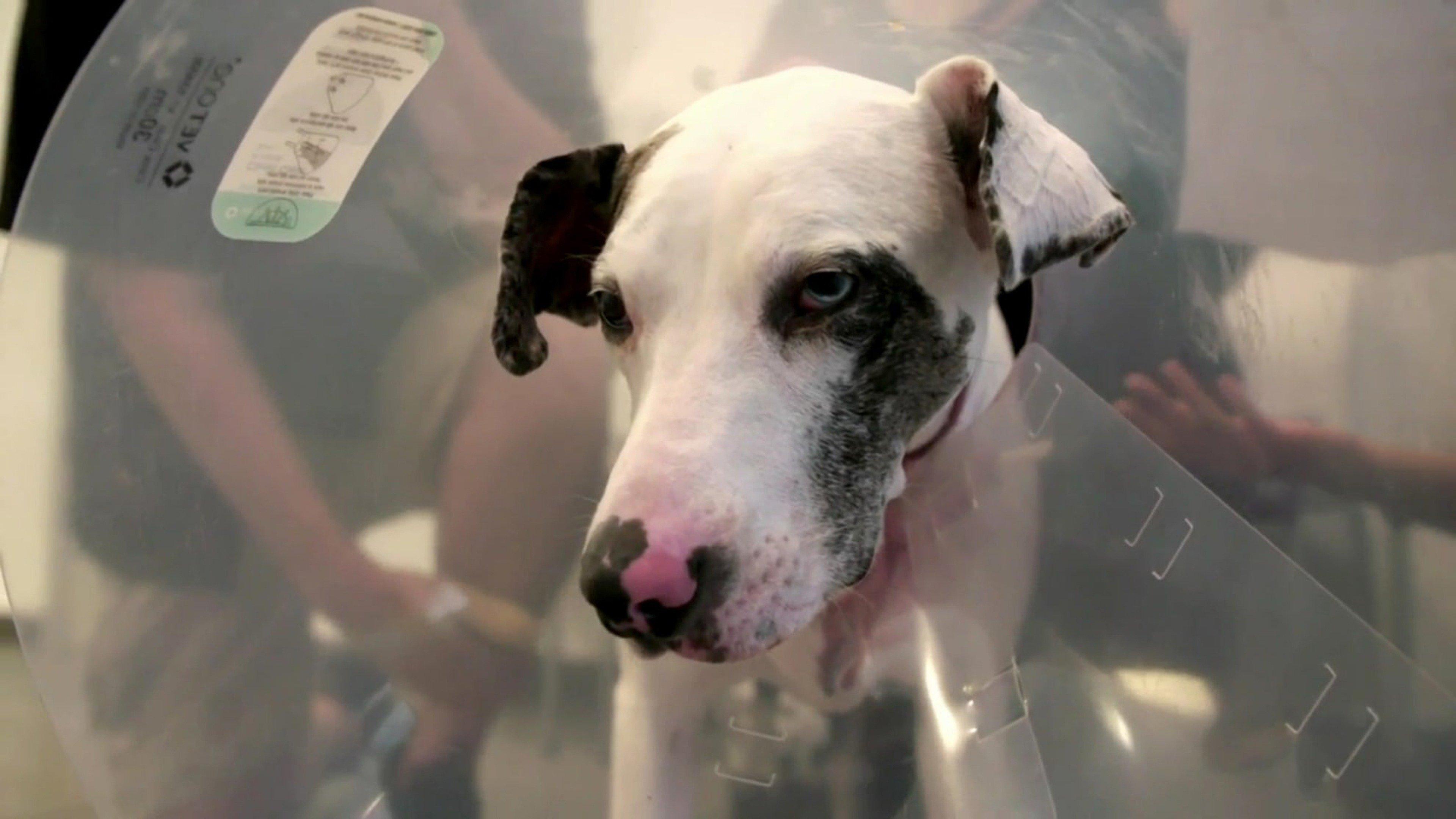 The Vet Life: A Tale of Two Tails