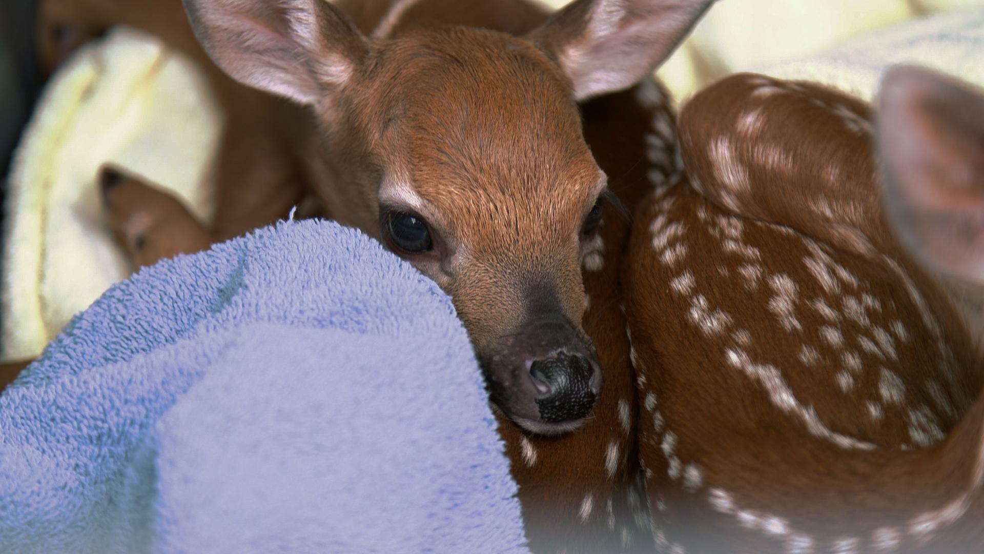 Hope for Wildlife: A Makeshift Family