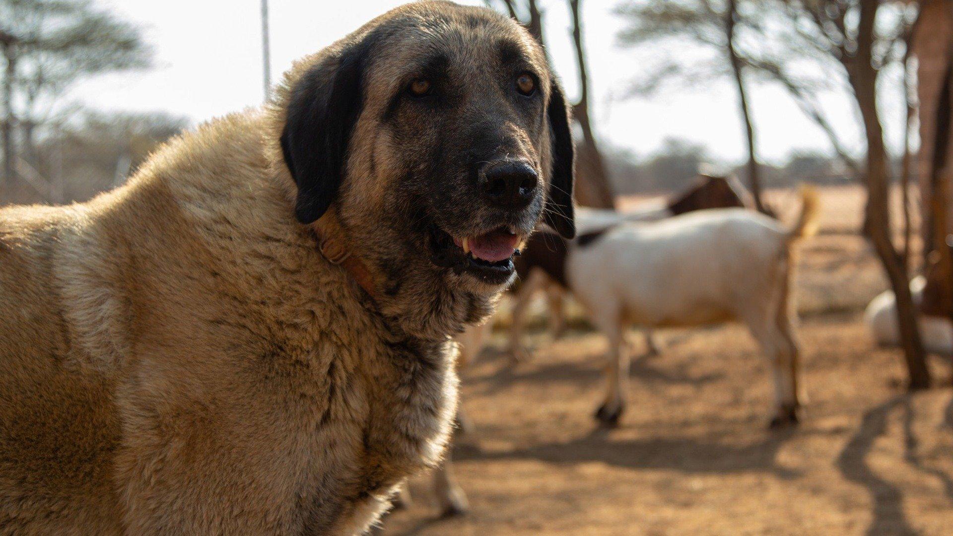 Dogs With Extraordinary Jobs: The Lifesavers