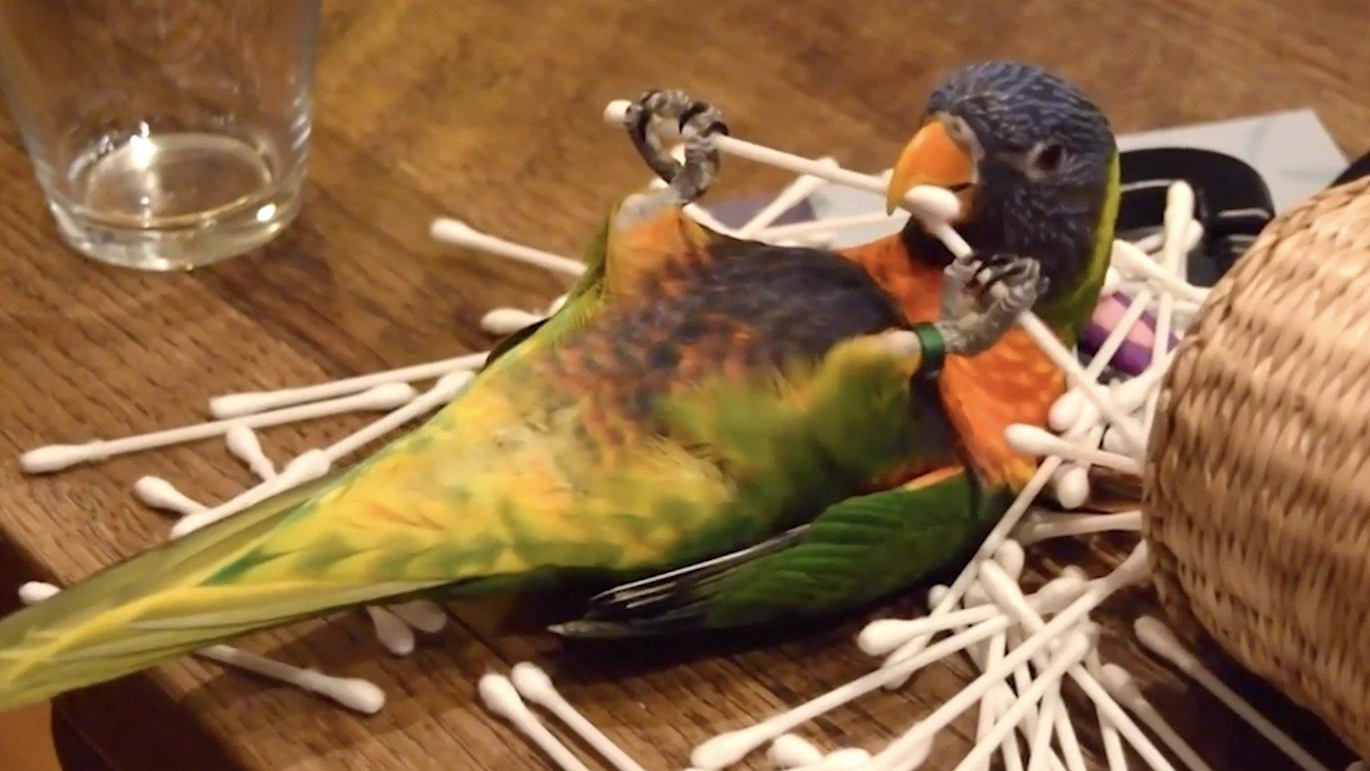 Animals Unscripted: Flippin' the Bird