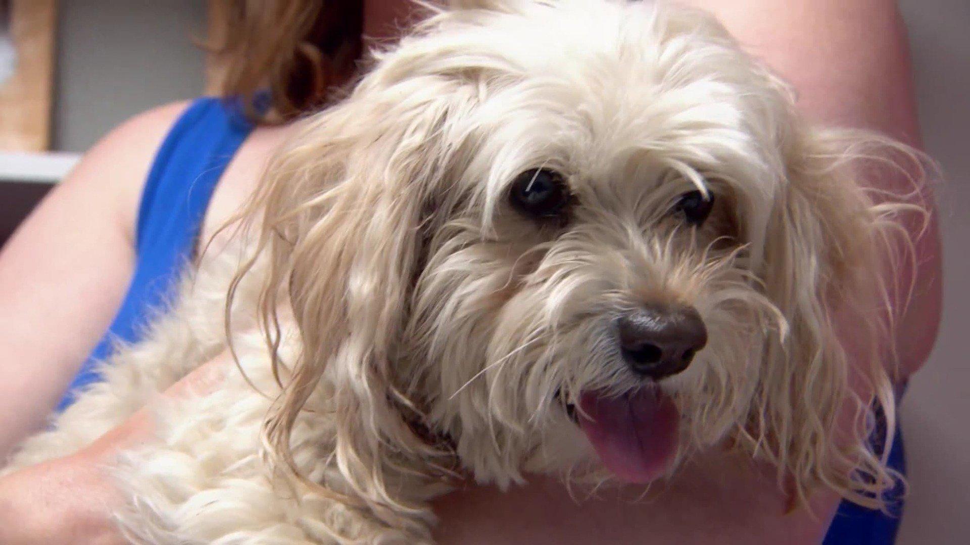 Dr. Jeff: Rocky Mountain Vet: A Brave Little Dog