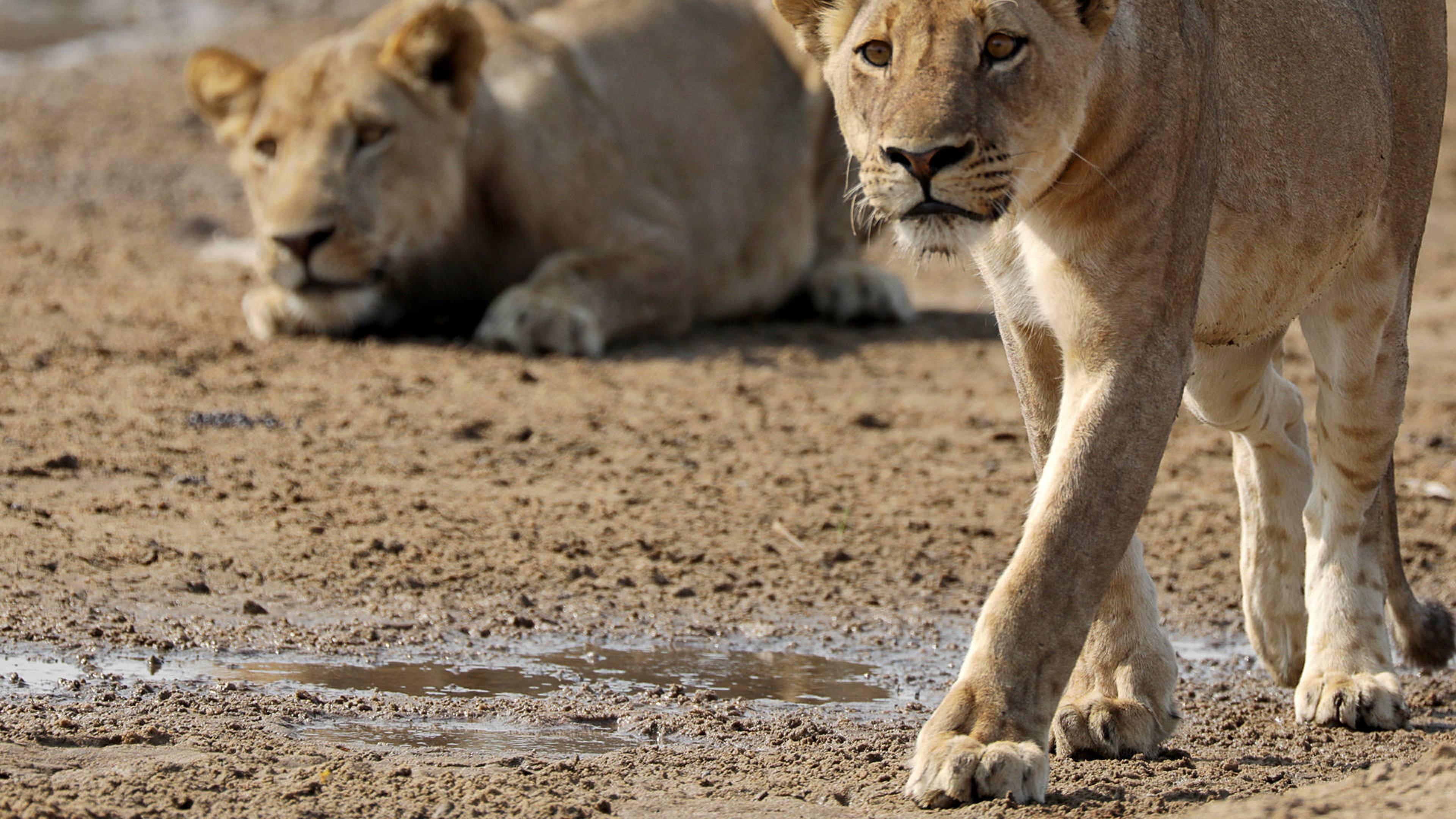 Big Cat Country: The Invasion Begins