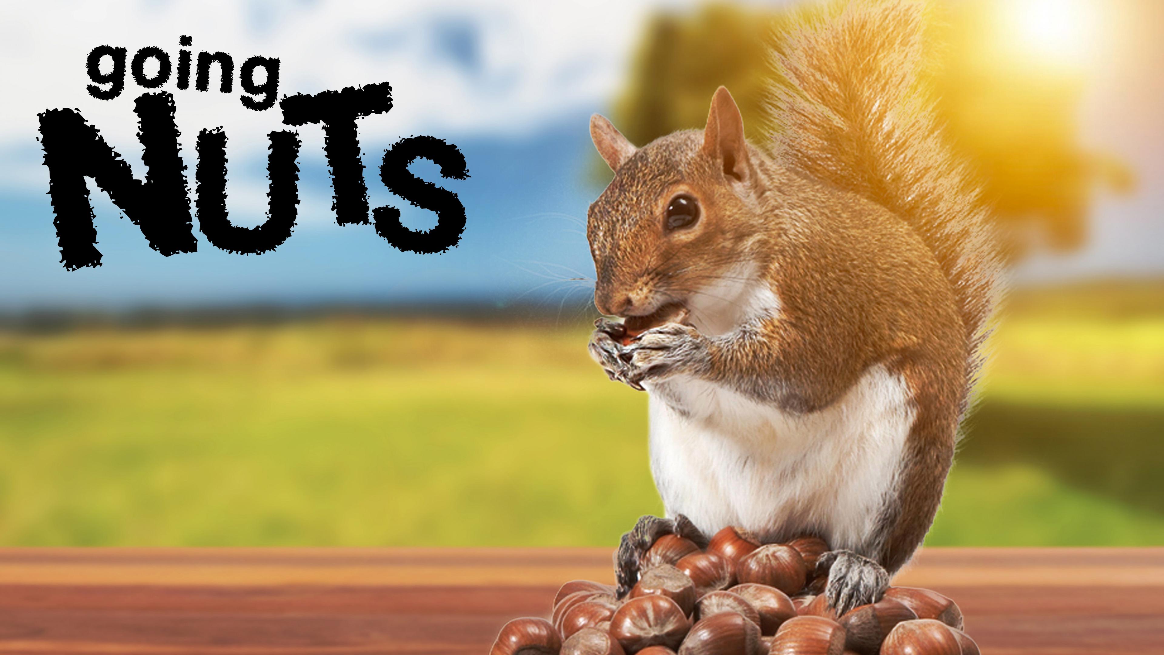 Watch Going Nuts: Tales From the Squirrel World Streaming Online on Philo (Free Trial)