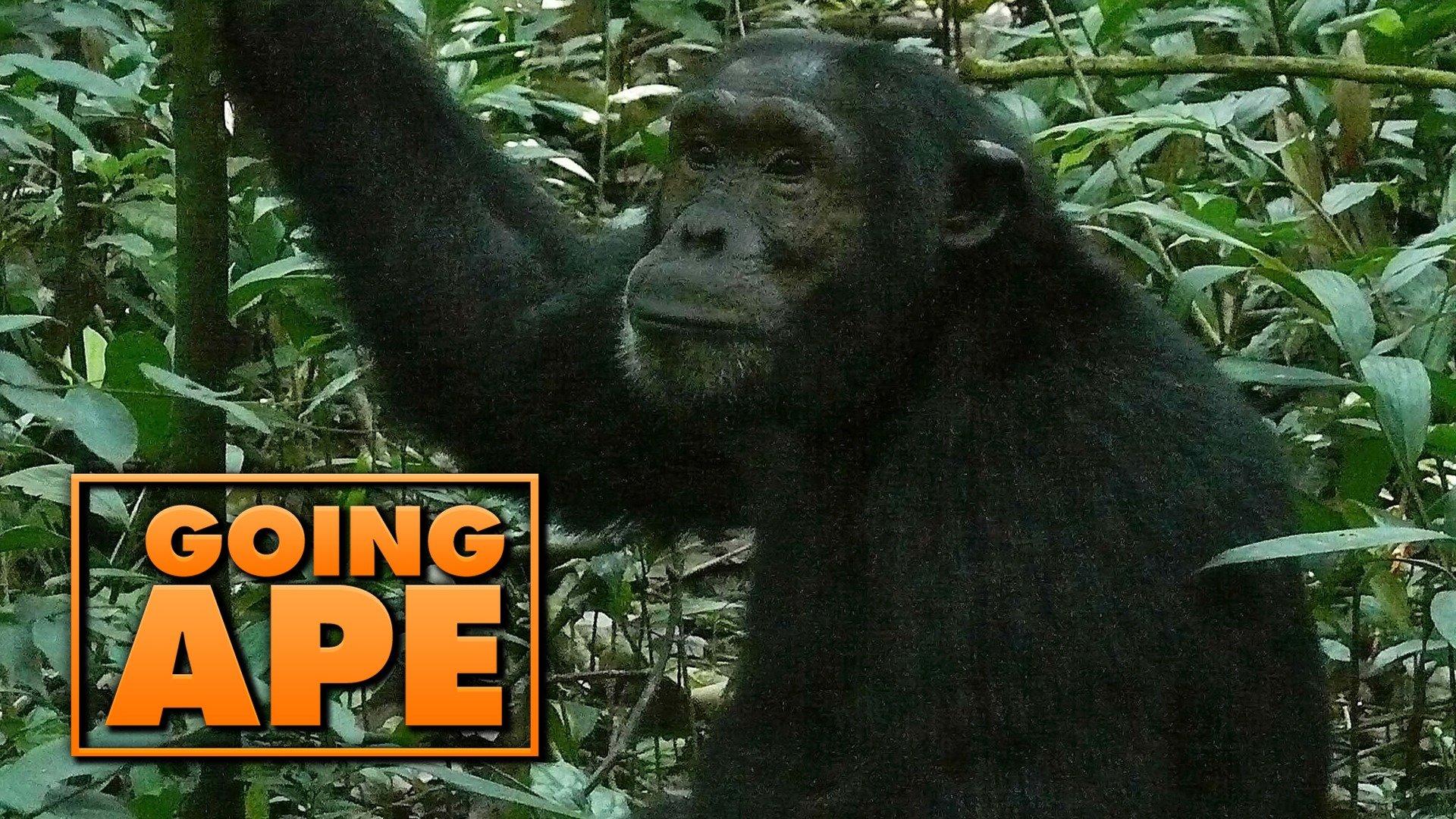 Watch Going Ape Streaming Online on Philo (Free Trial)