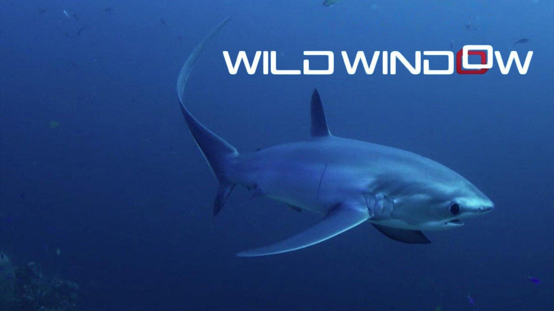 Watch Wild Window Streaming Online on Philo (Free Trial)