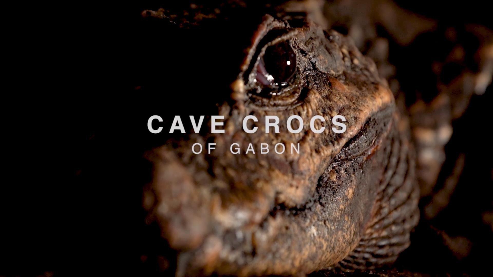 Watch Cave Crocs of Gabon Streaming Online on Philo (Free Trial)