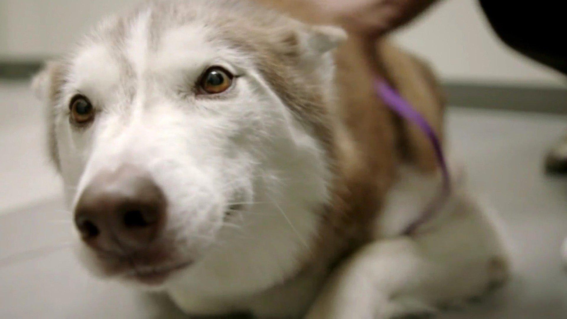 The Vet Life: The Dog Ate My Shorts