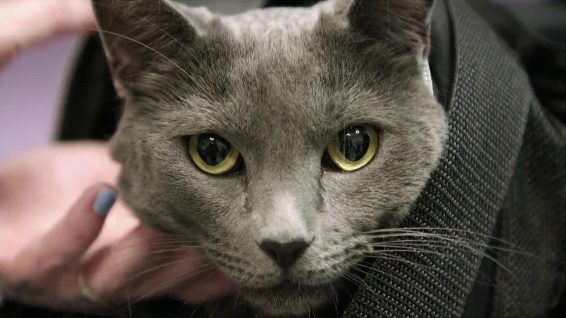 The Vet Life: Cat vs. Robot