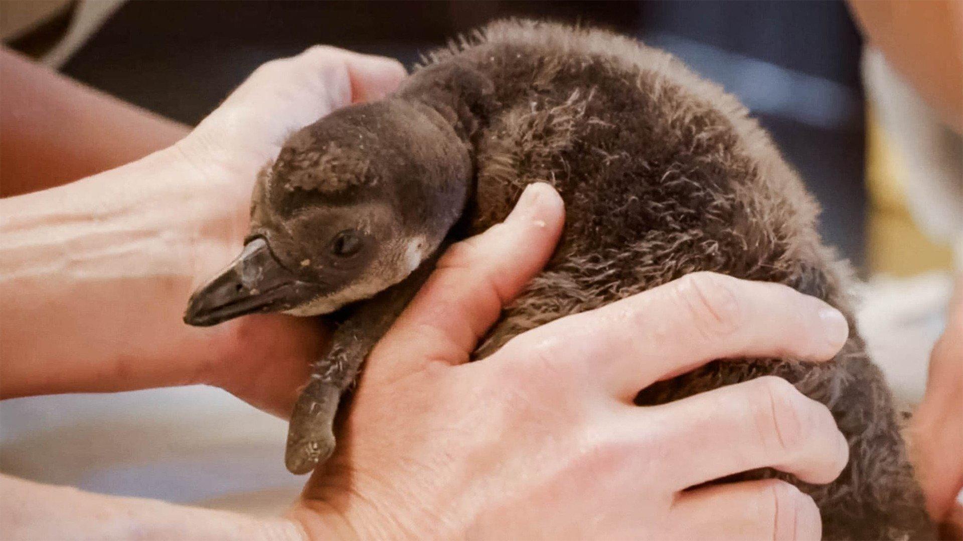 The Zoo: San Diego: Penguin Chick Swim School