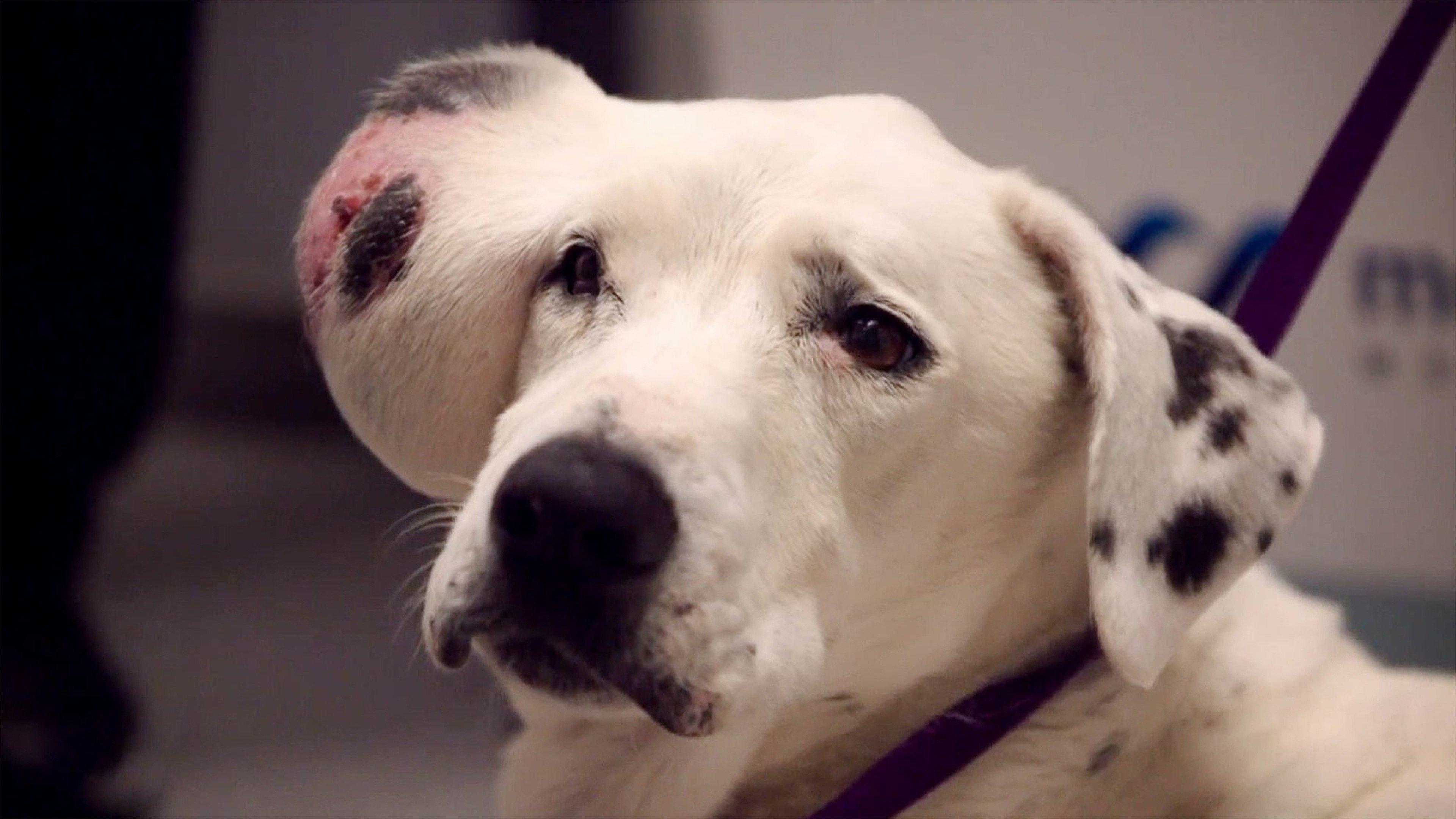 The Vet Life: Operation Dalmatian