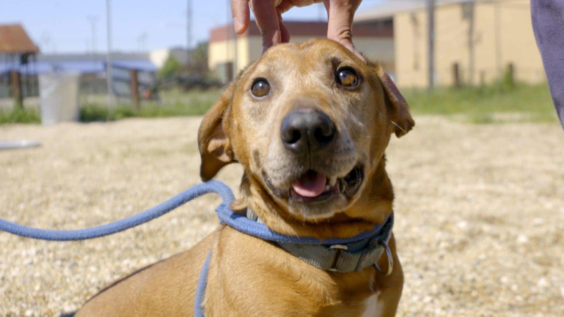 Pit Bulls and Parolees: Home Is Where the Dog Is