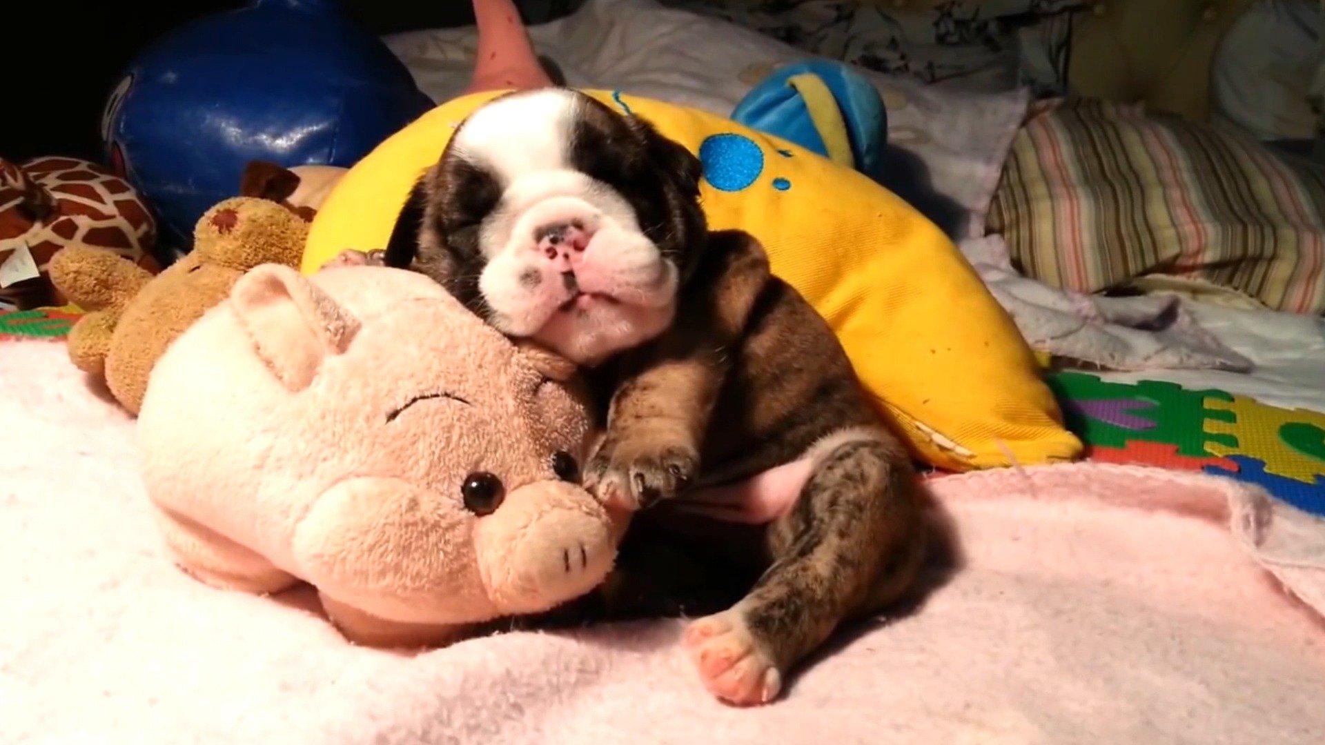 Watch Animals Unscripted: S2019E47 - Pure Bread on Philo (Free Trial)