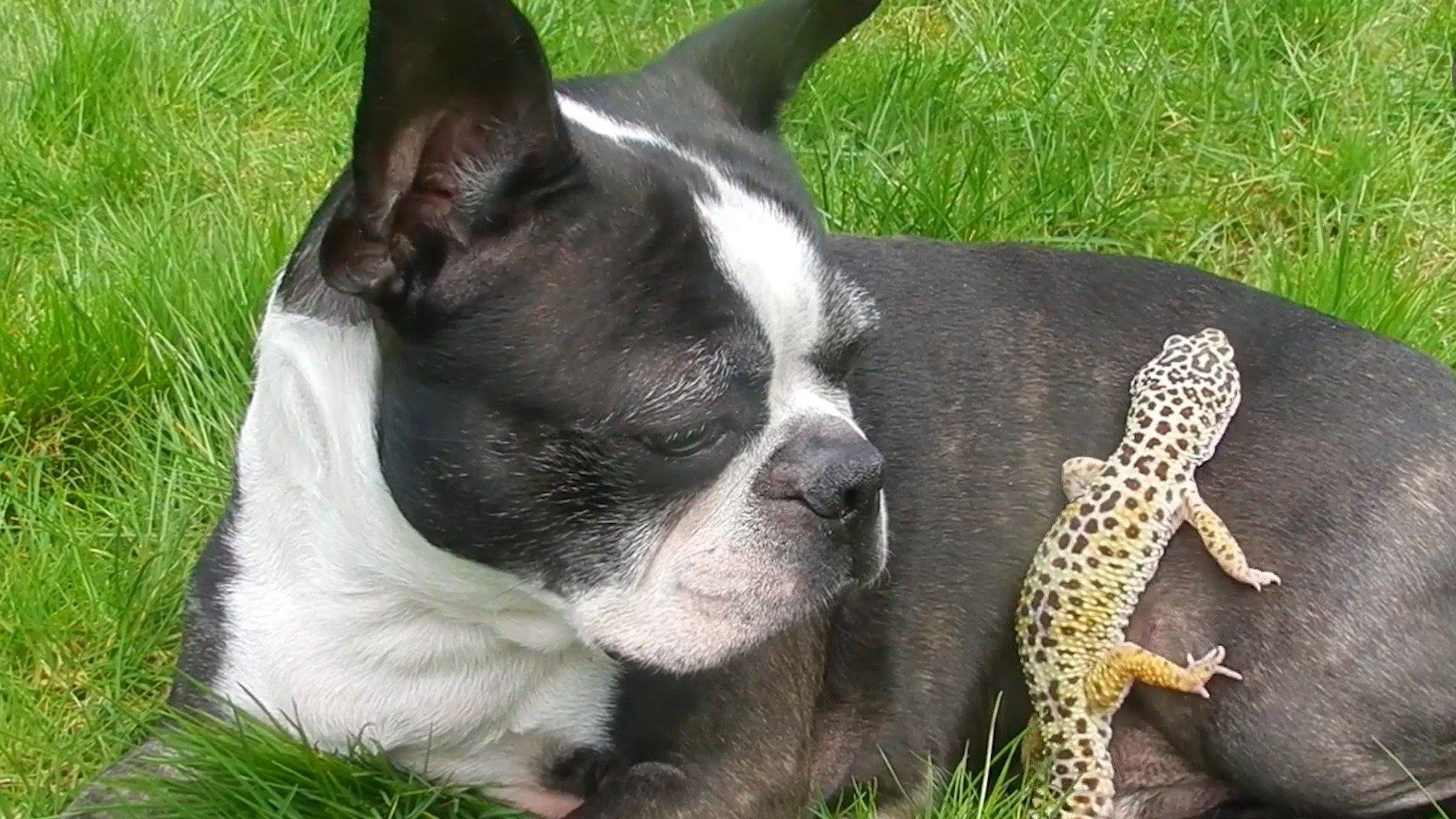 Animals Unscripted: The Fast and the Furriest