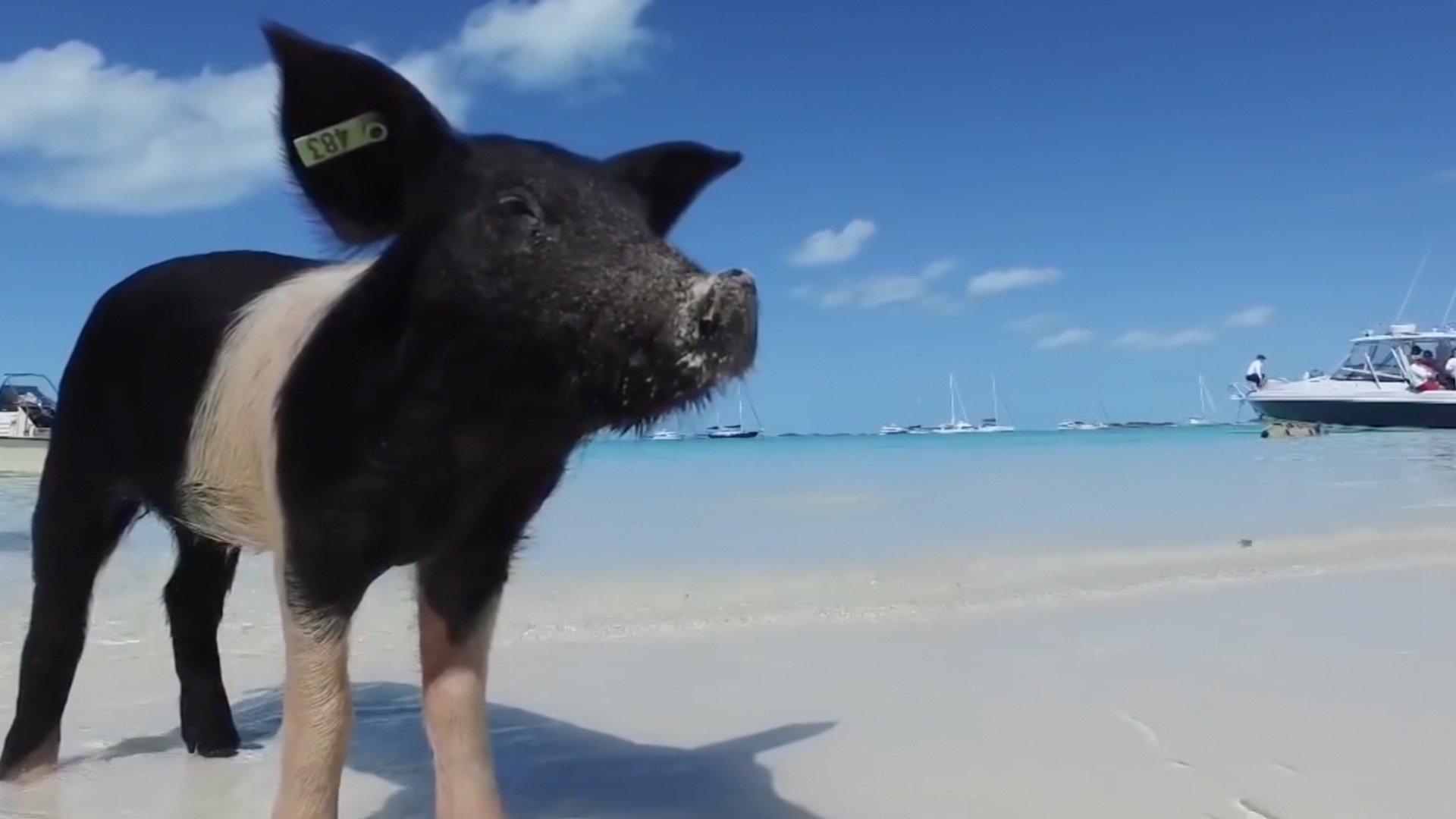 We Heart Animals: Stranger Things