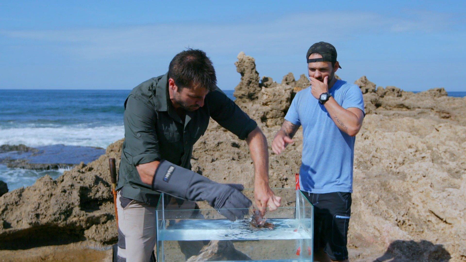 Kings of Pain: Stinging Punishment