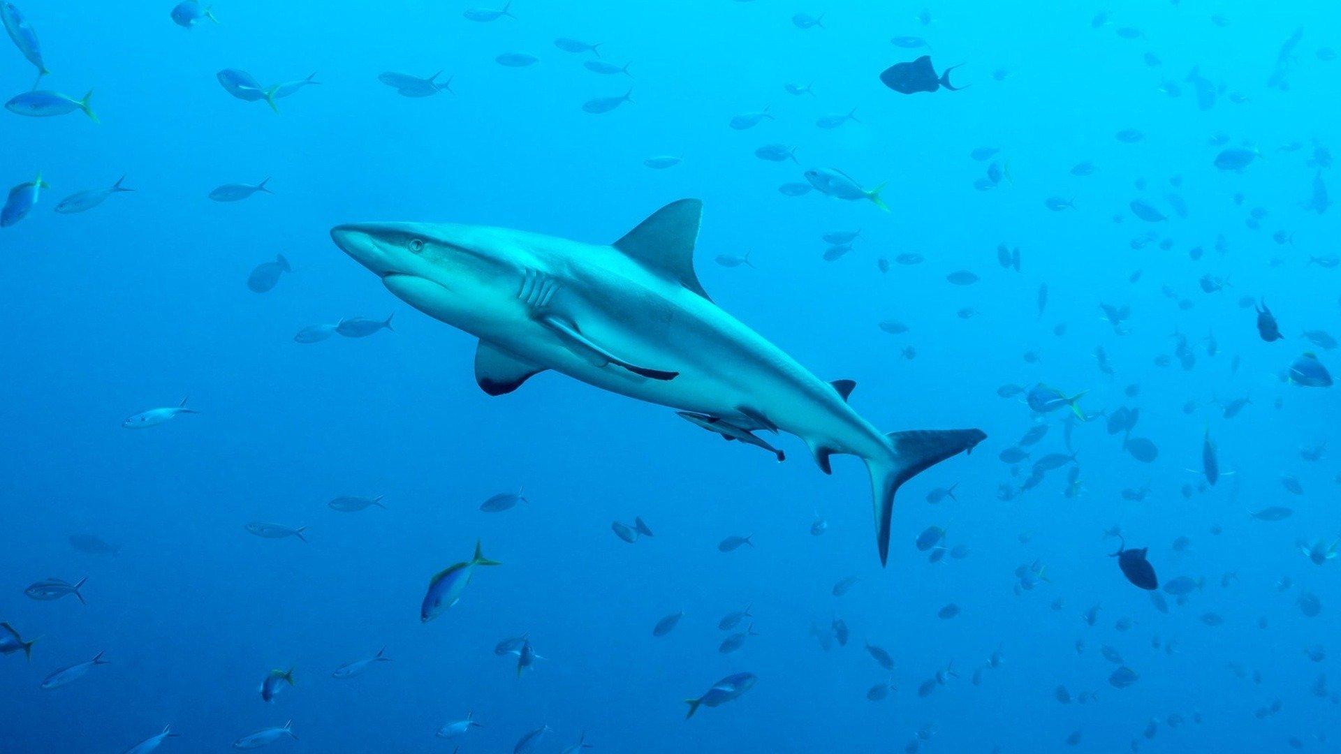 The Crocodile Hunter: Sharks: Outside the Cage