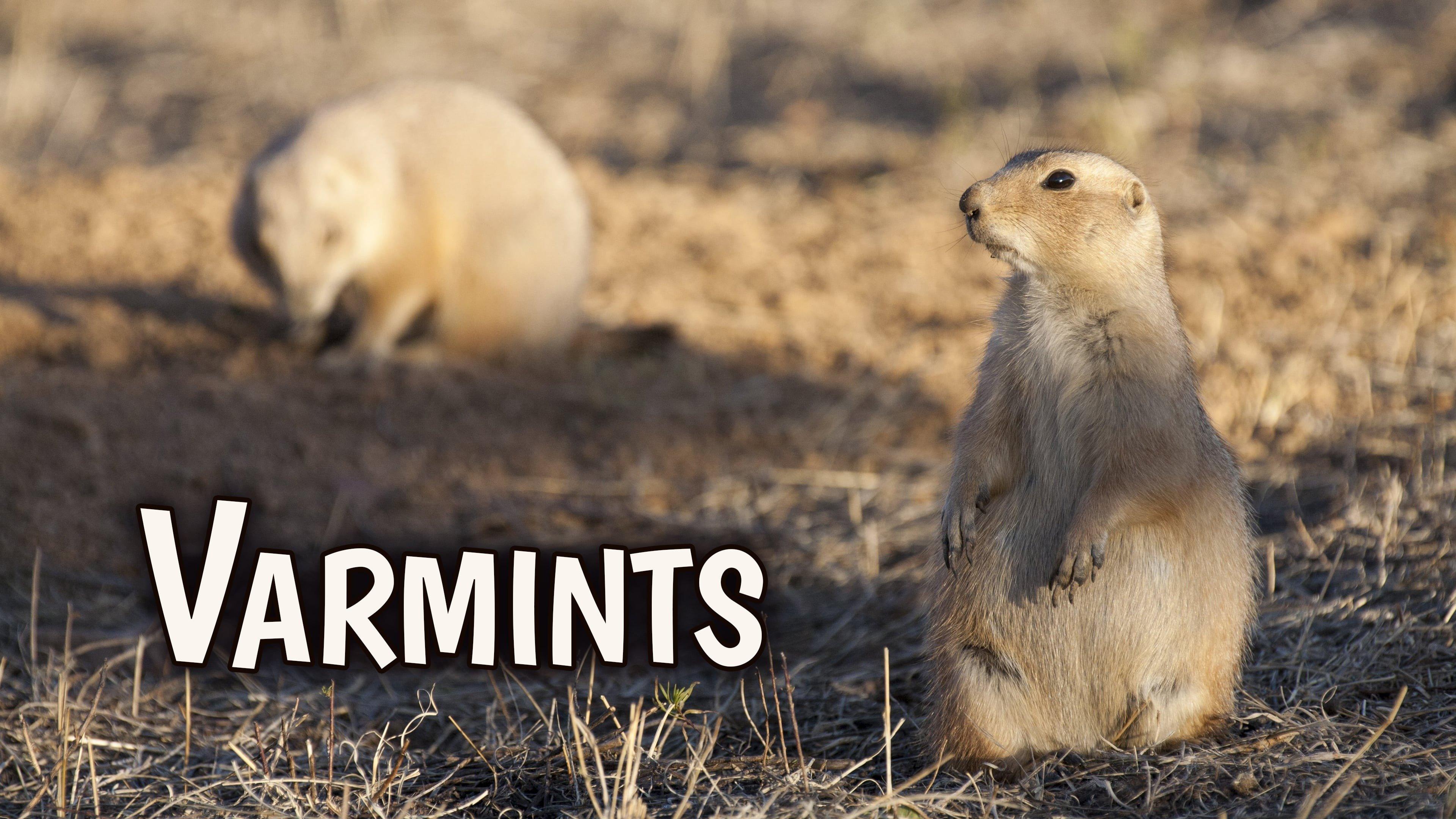 Watch Varmints Streaming Online on Philo (Free Trial)