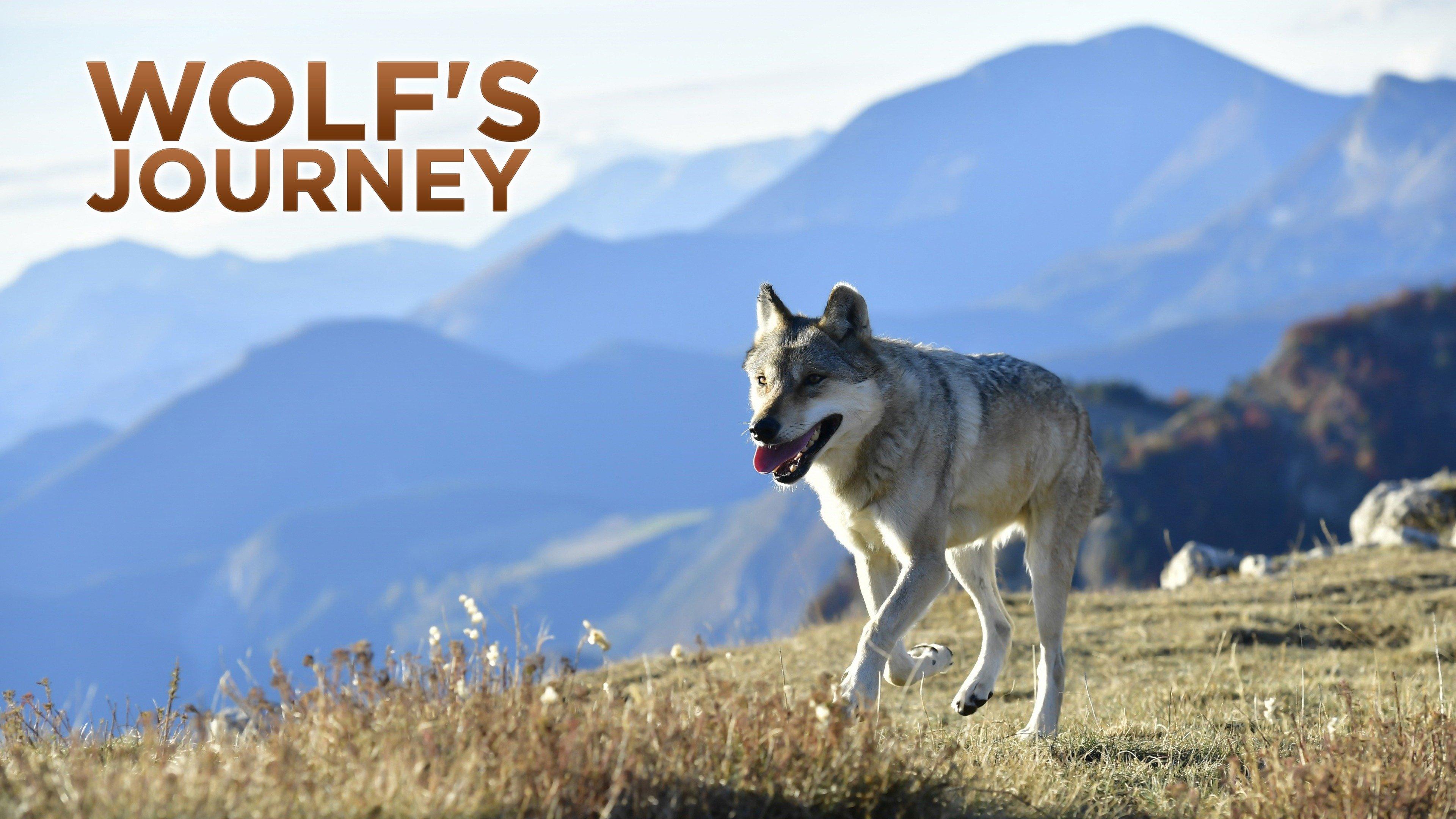 Watch Wolf's Journey Streaming Online on Philo (Free Trial)