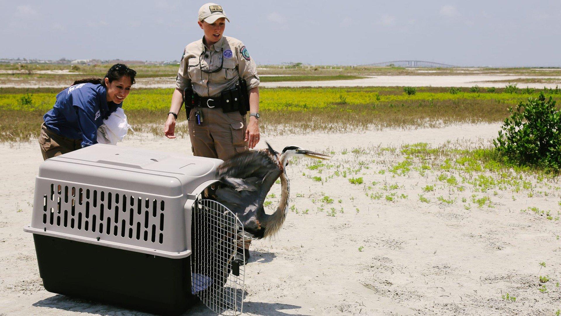 Lone Star Law: Lying Dogs