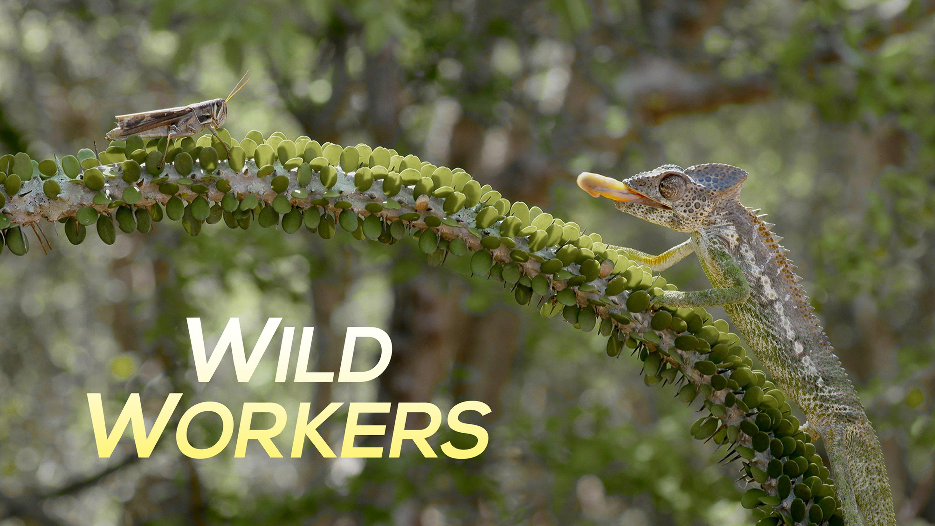 Watch Wild Workers Streaming Online on Philo (Free Trial)